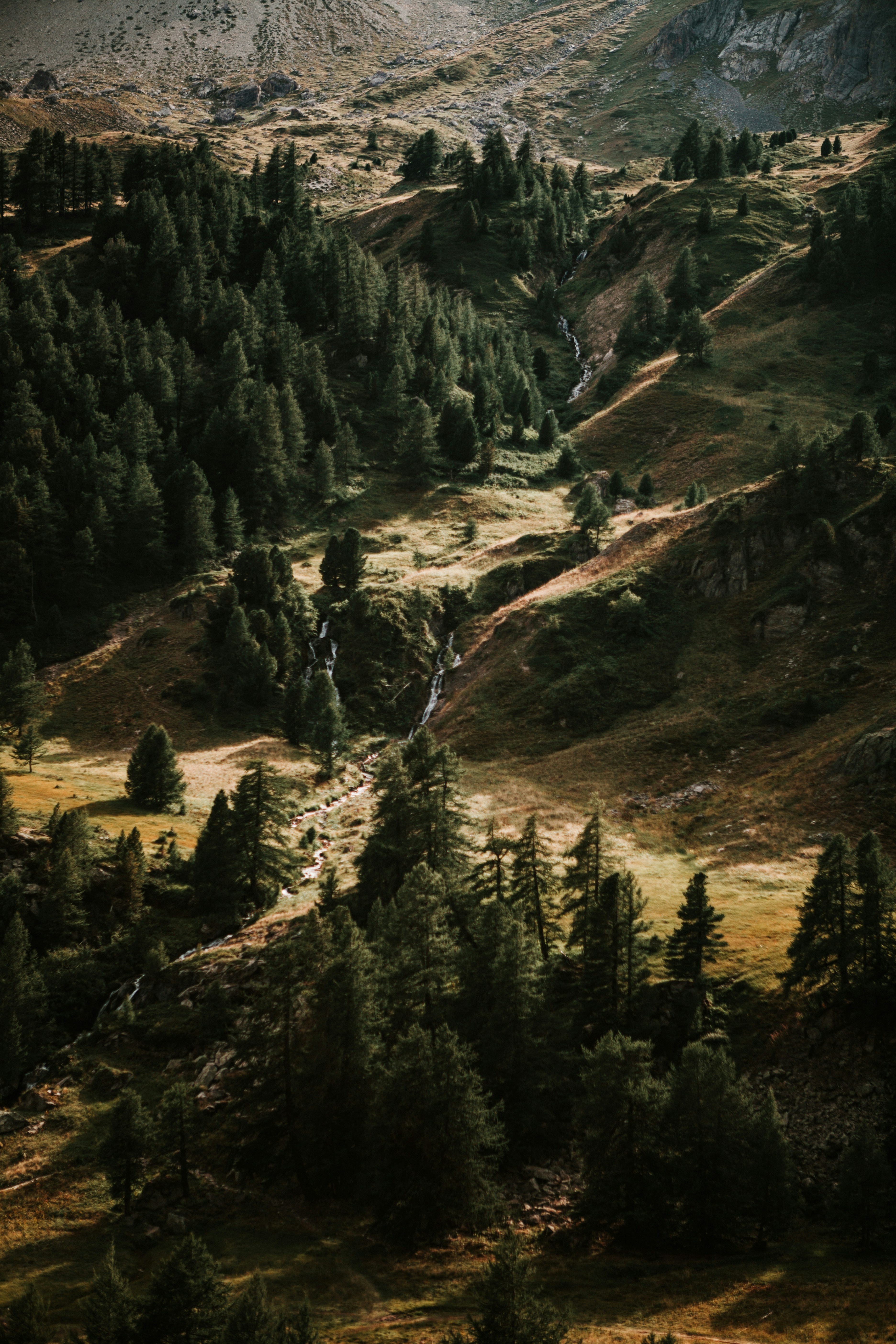 Whispering Cascade Through Pine-Carved Slopes