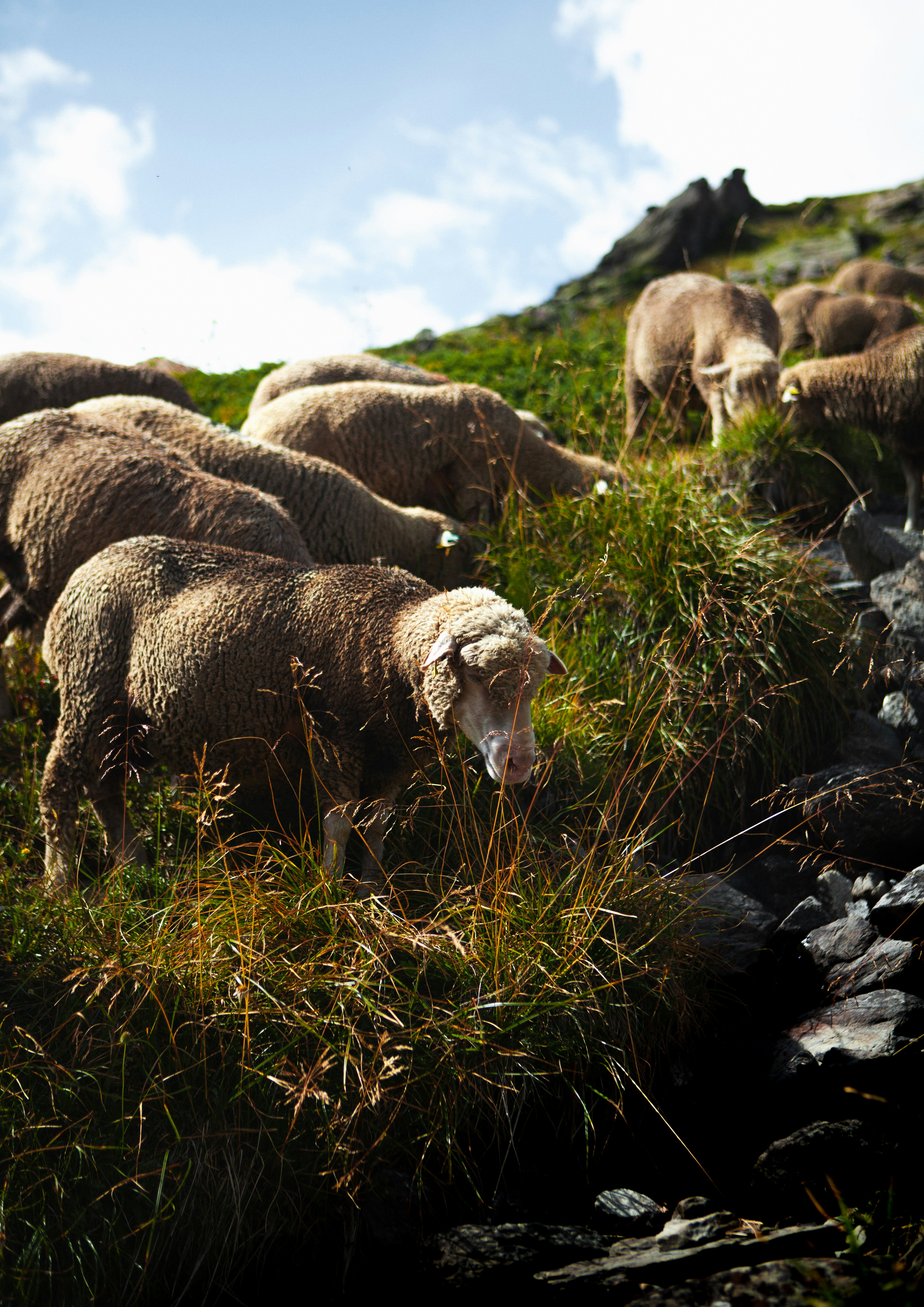 Herd on the Heath: A Woolly Flock Rests Among Tall Grass
