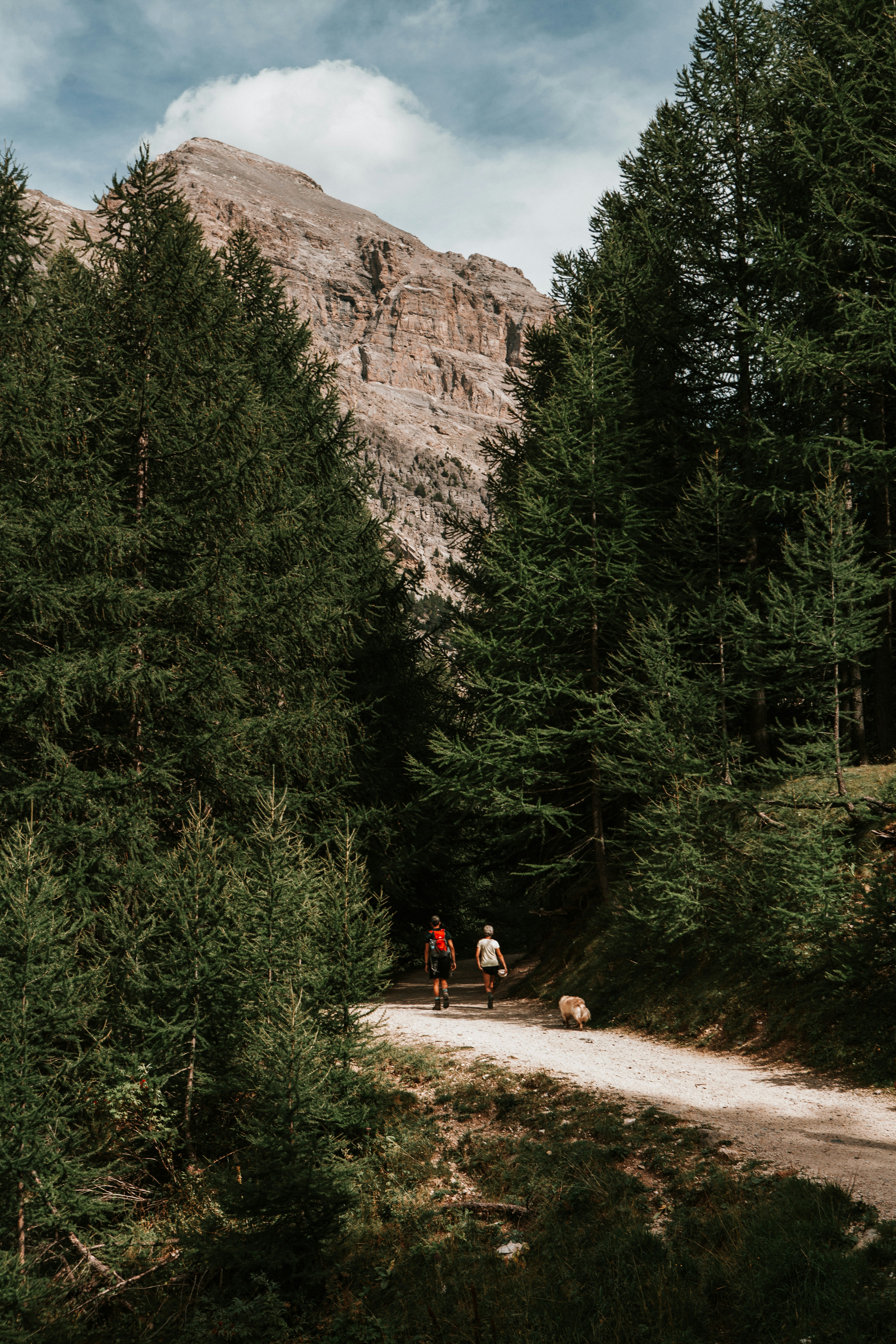 Trail through evergreen Valhalla toward sunlit ridge