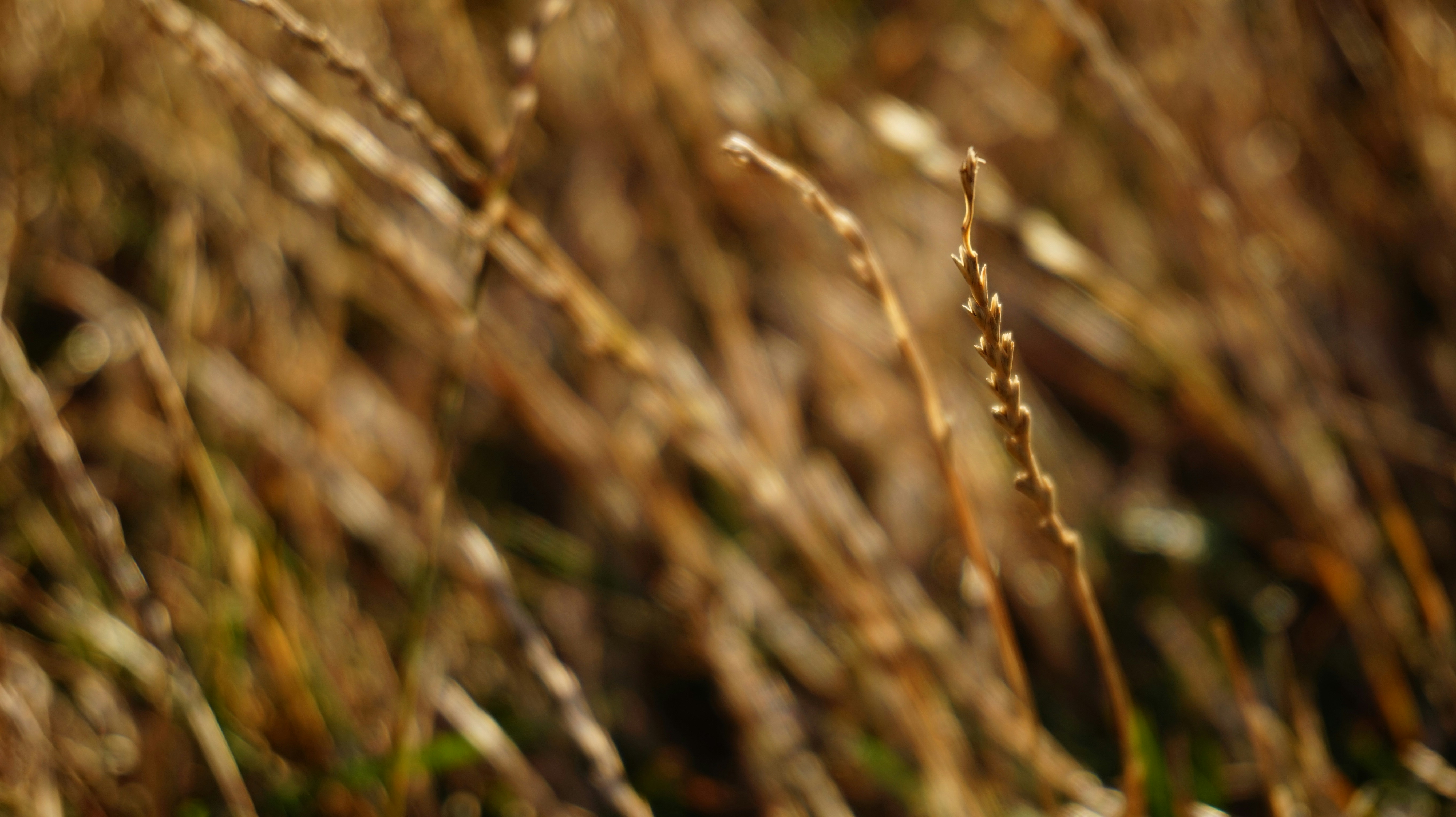 Amber Blades in a Quiet Field