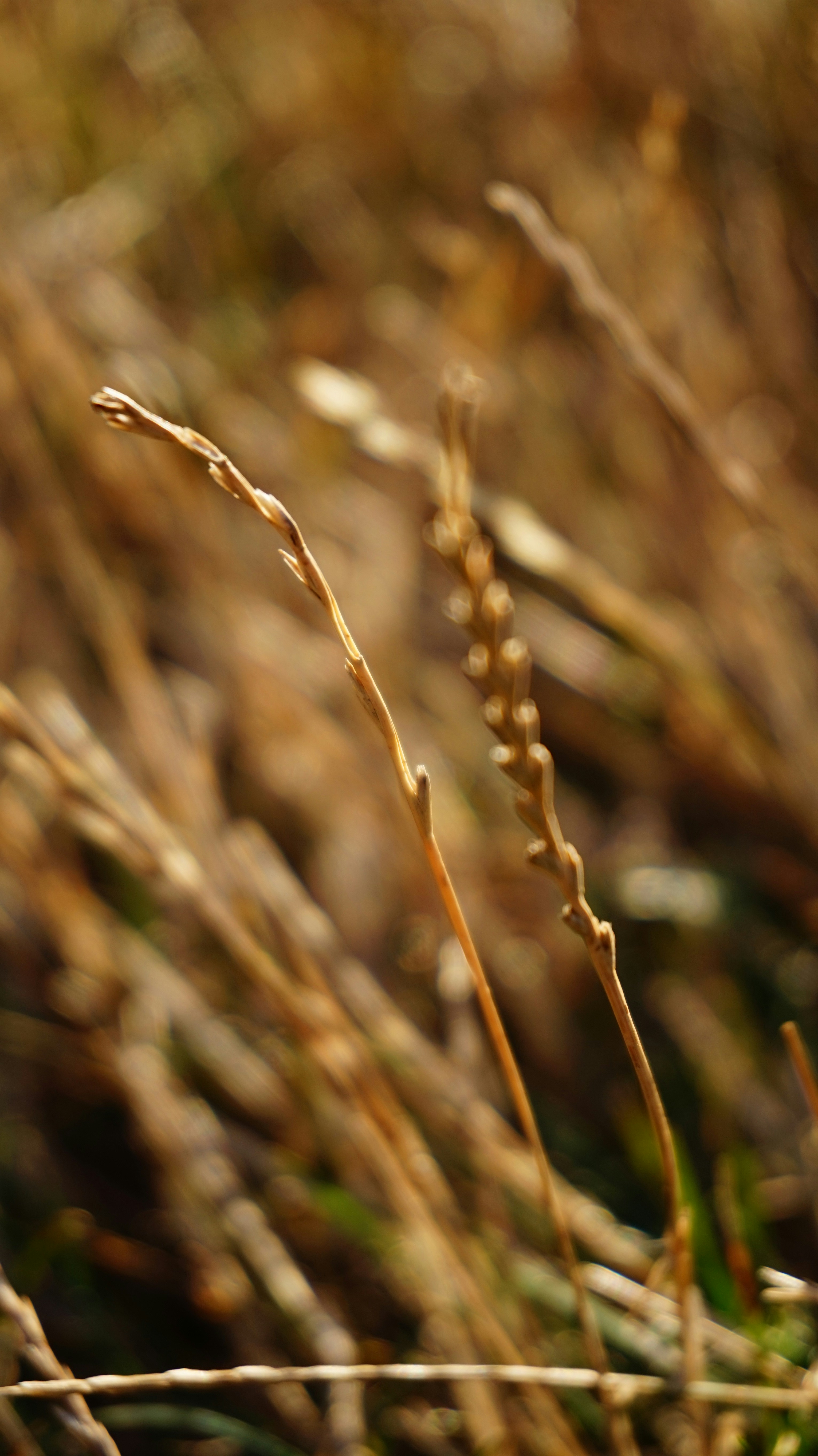 Golden Stem in a Sea of Blur