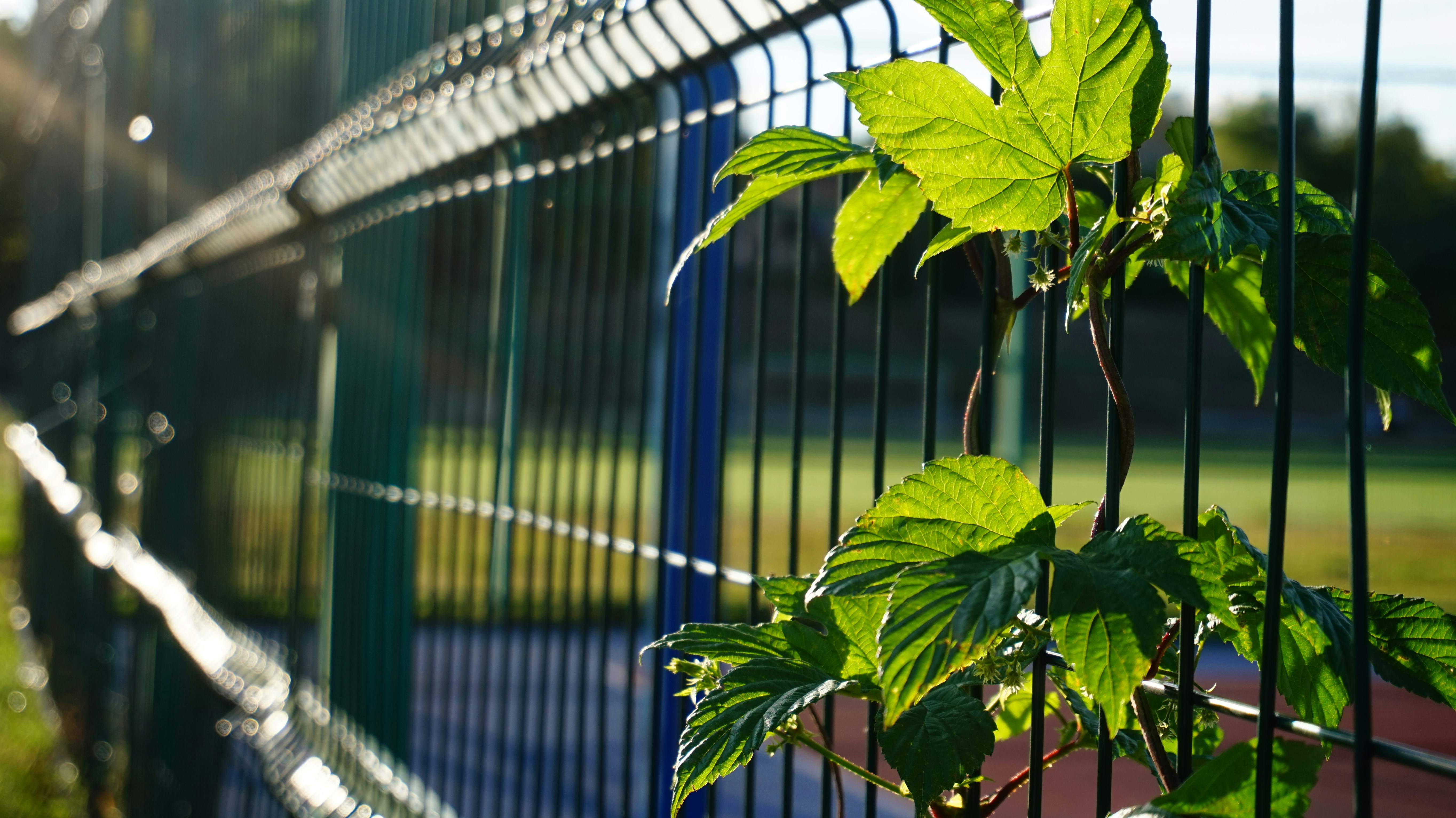 Green Vines Climbing the Quiet Fence