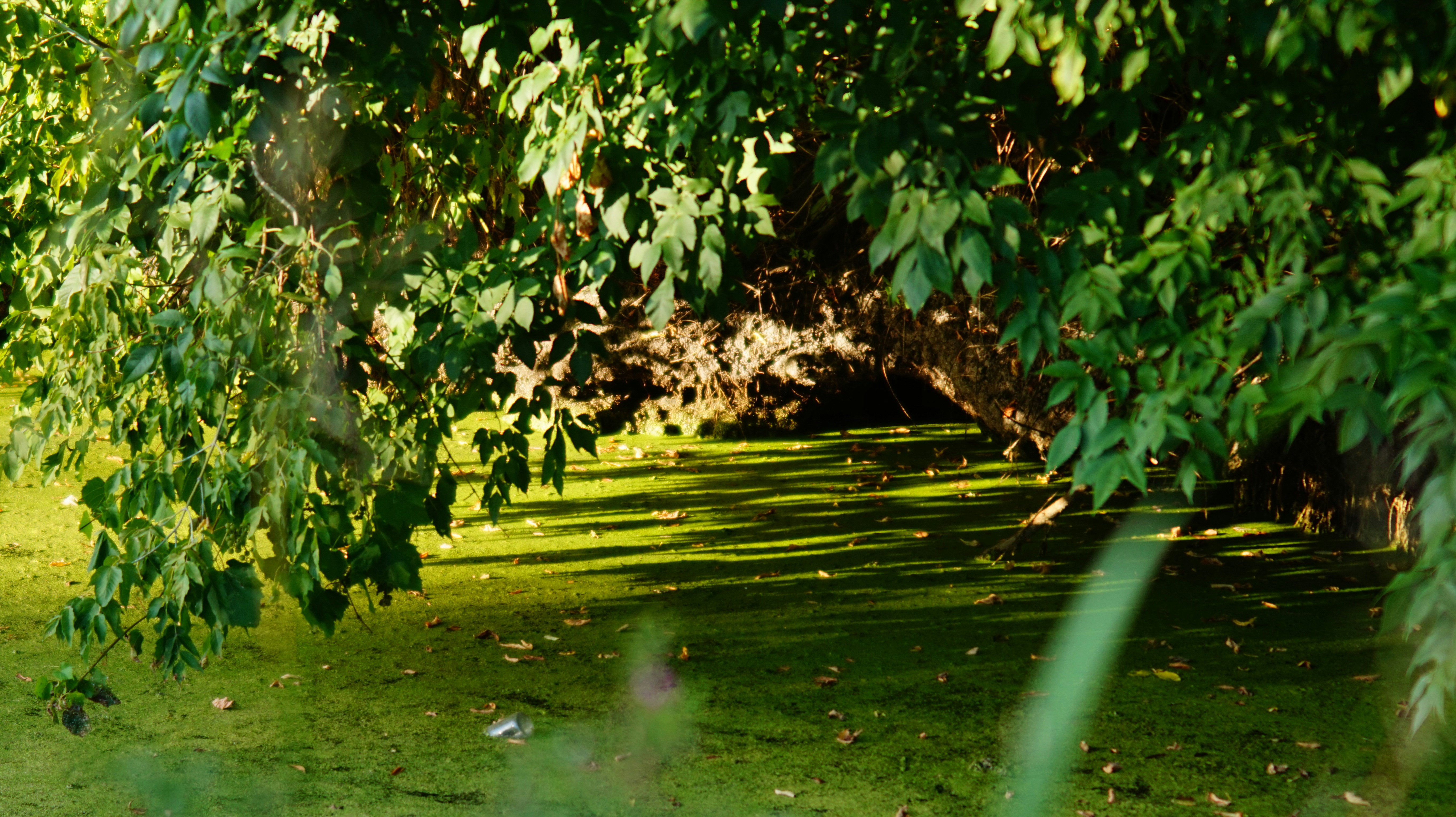 Sunlit Archway of Green: A Quiet Park Corridor