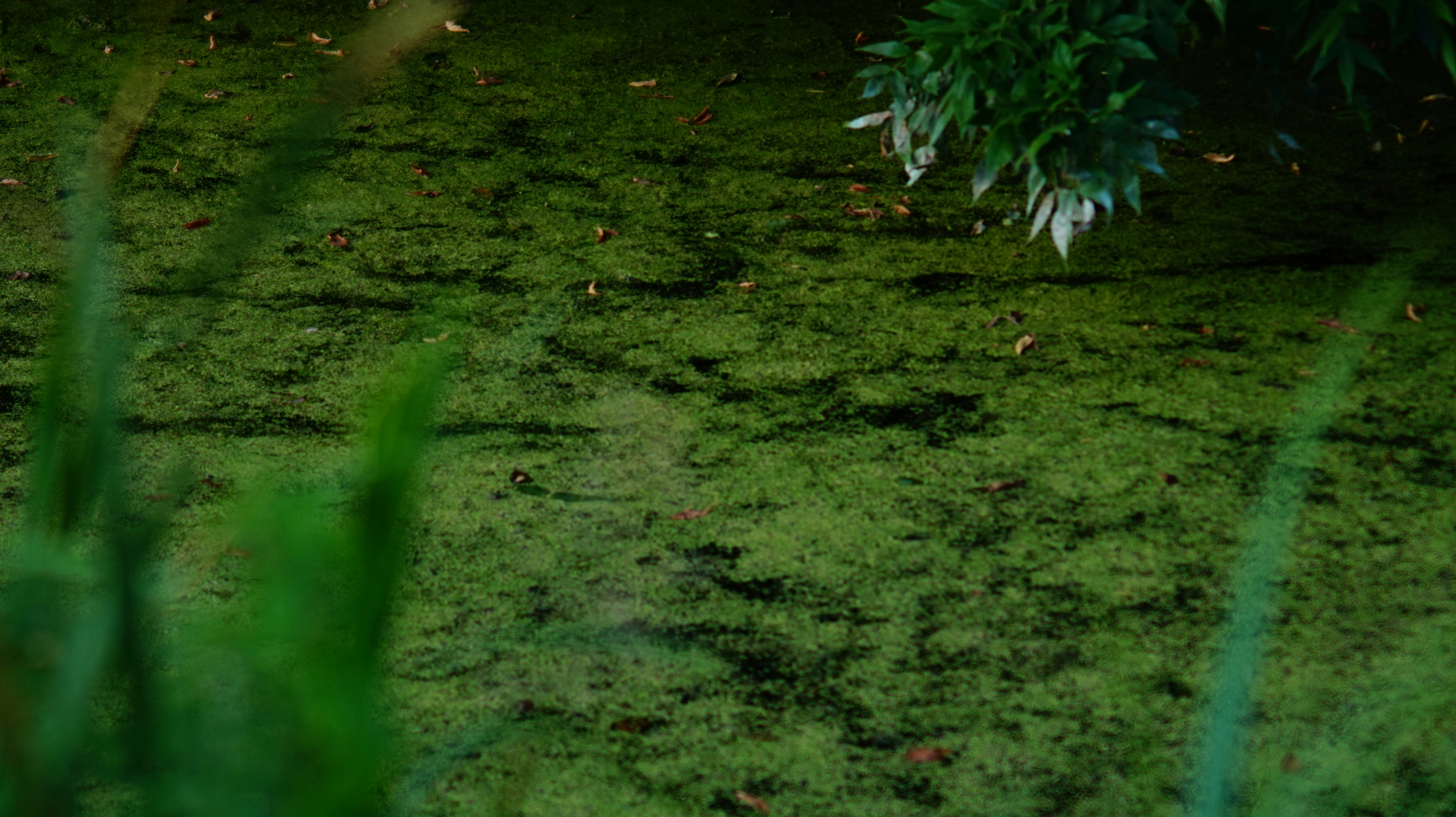 Verdant pondscape blanketed in duckweed under dappled shade