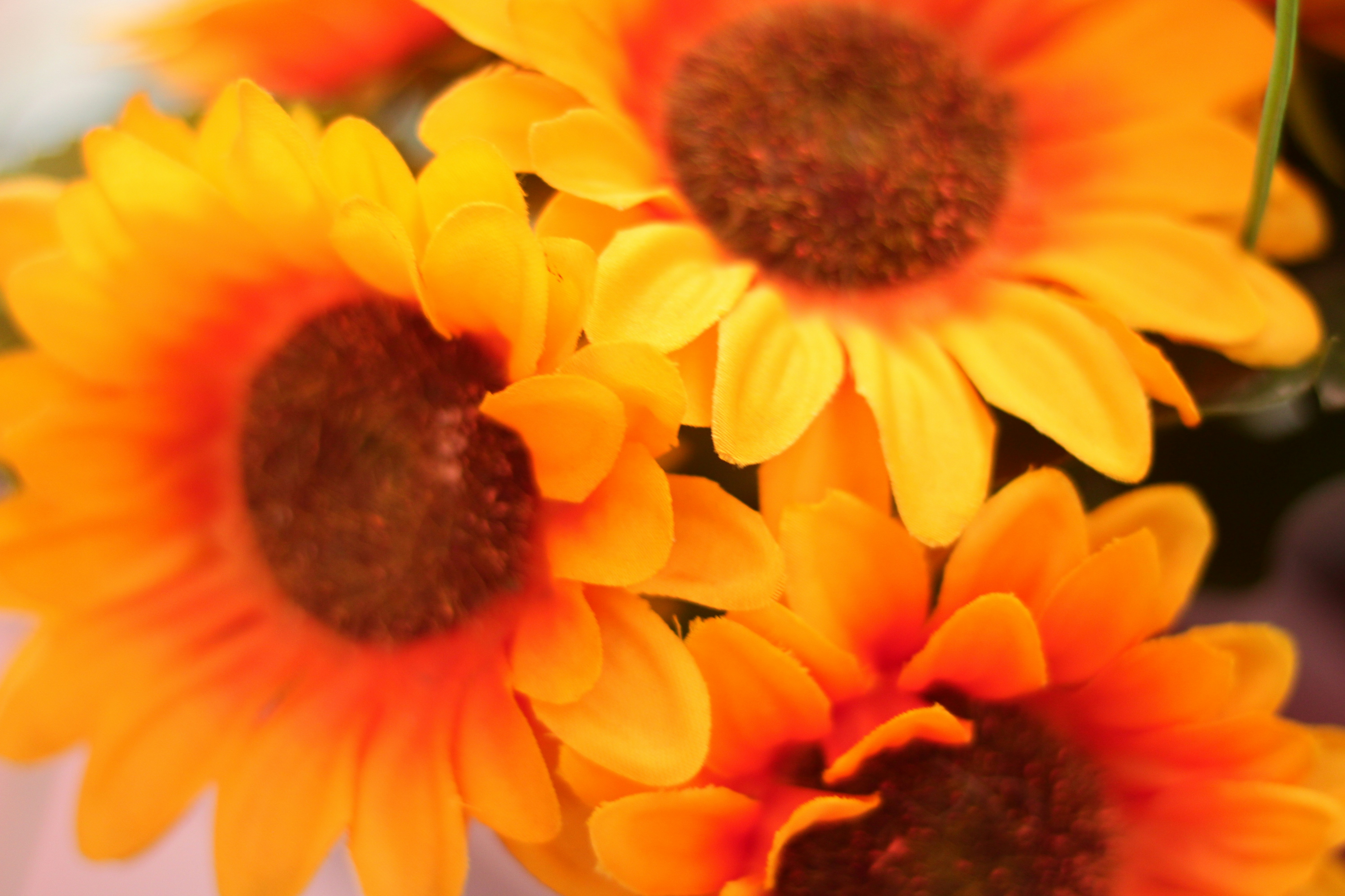 Sun-Kissed Orbs: A Cluster of Golden Petals