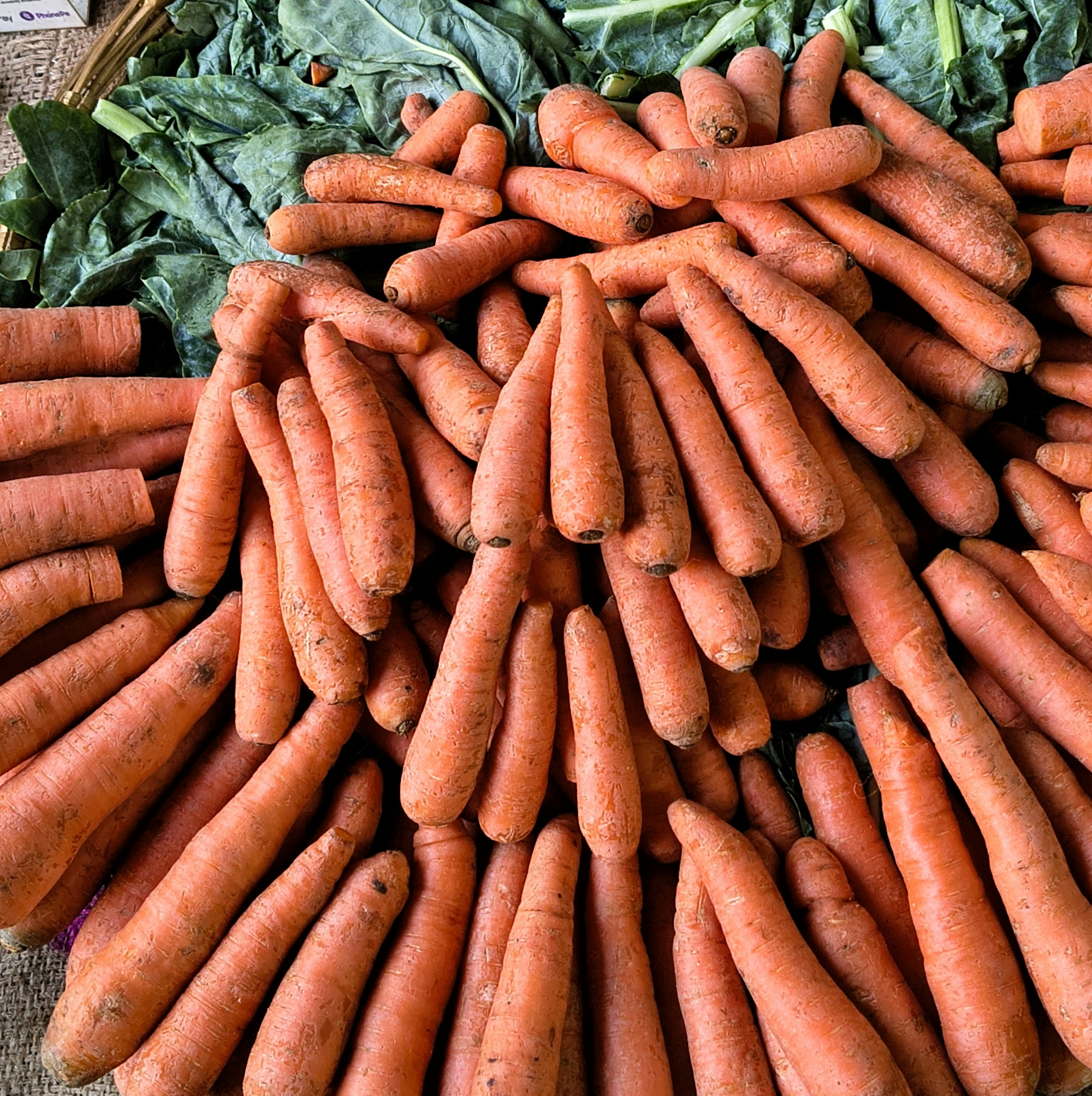 Carrot Cascade: Orange Tubers Piled as Autumn Harvest