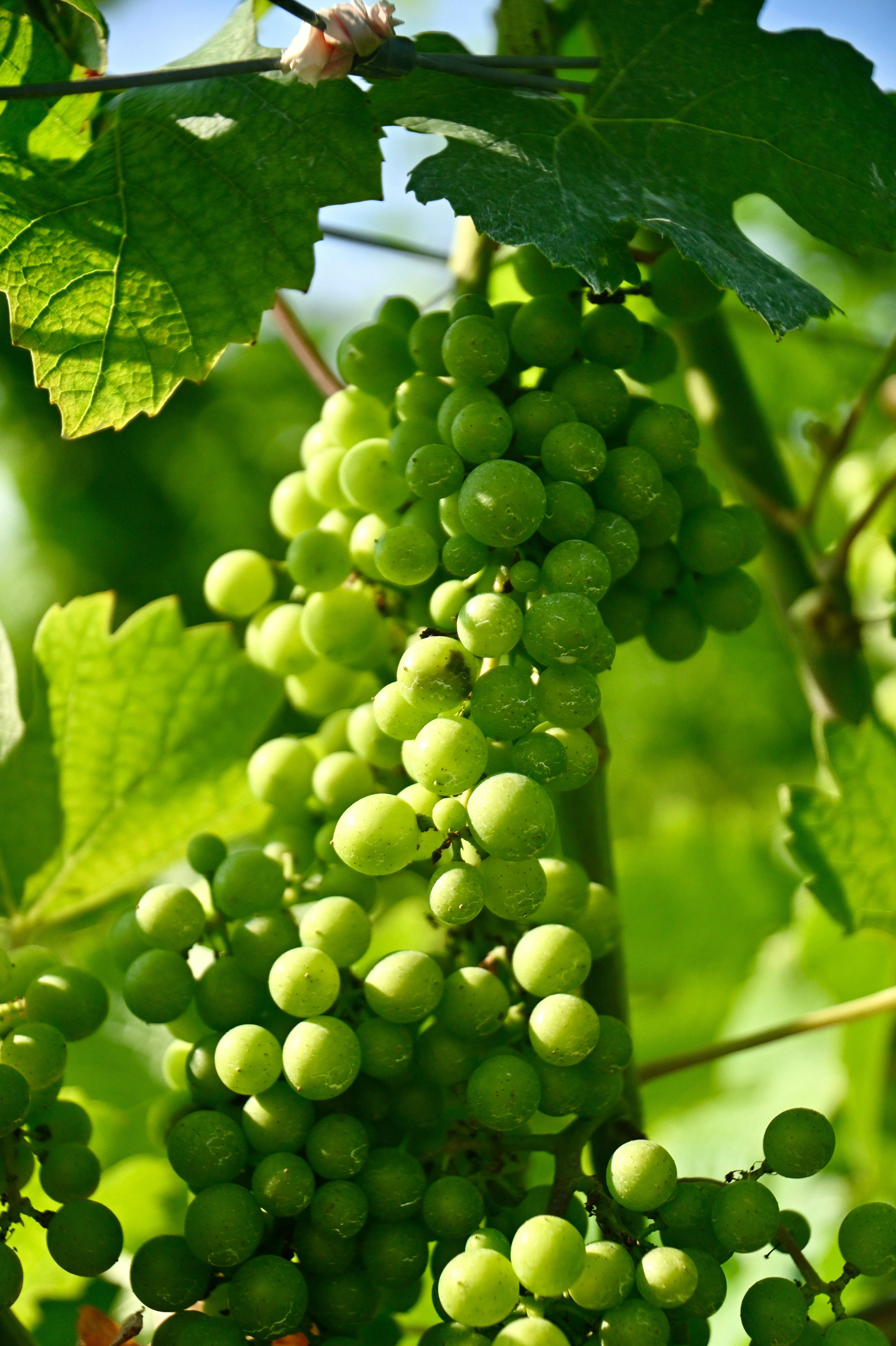 Emerald Cluster: Sunlit Grapes in a Verdant Vineyard