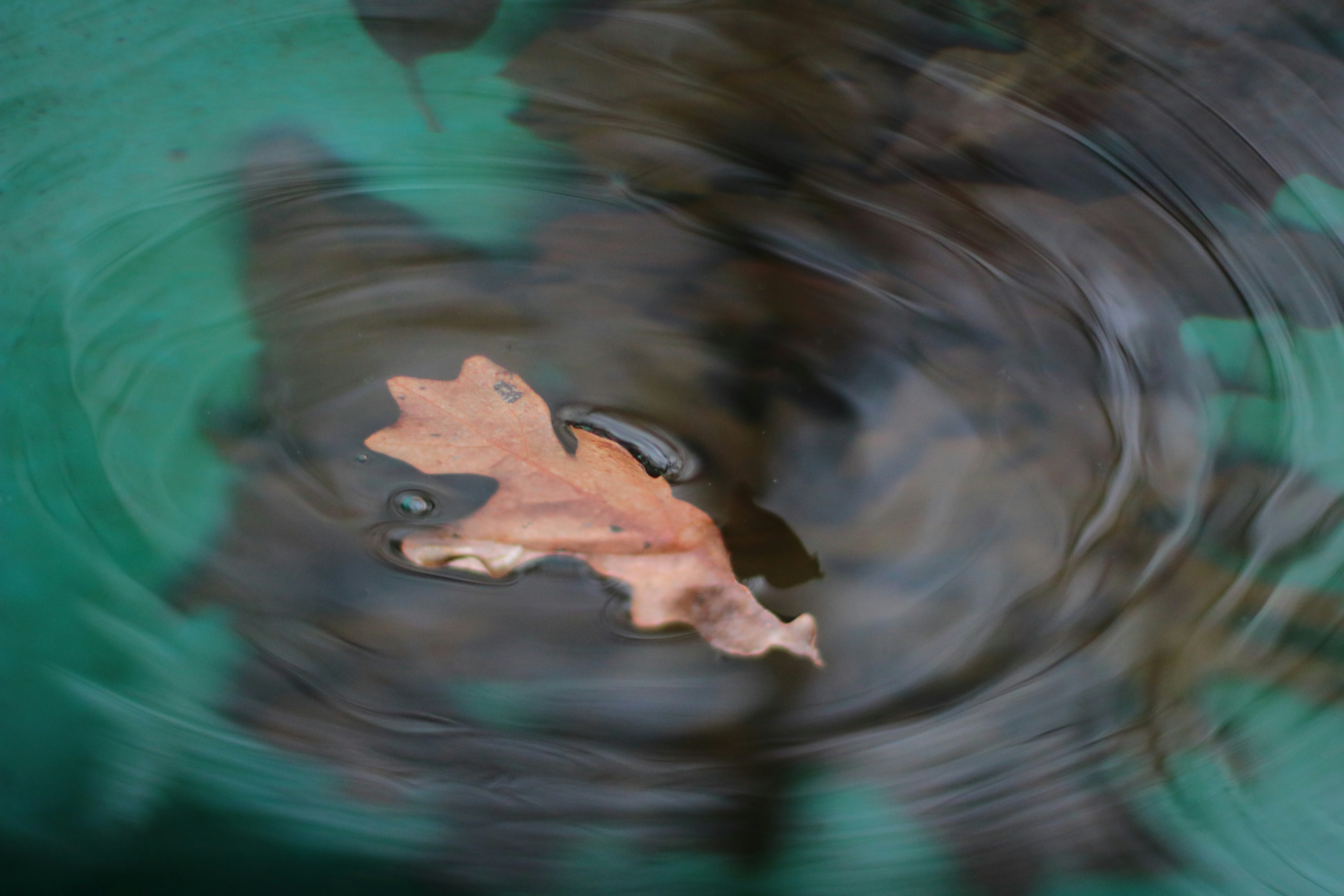 Whirlpool Leaf: A Solitary Autumn Drift in Turbulent Water