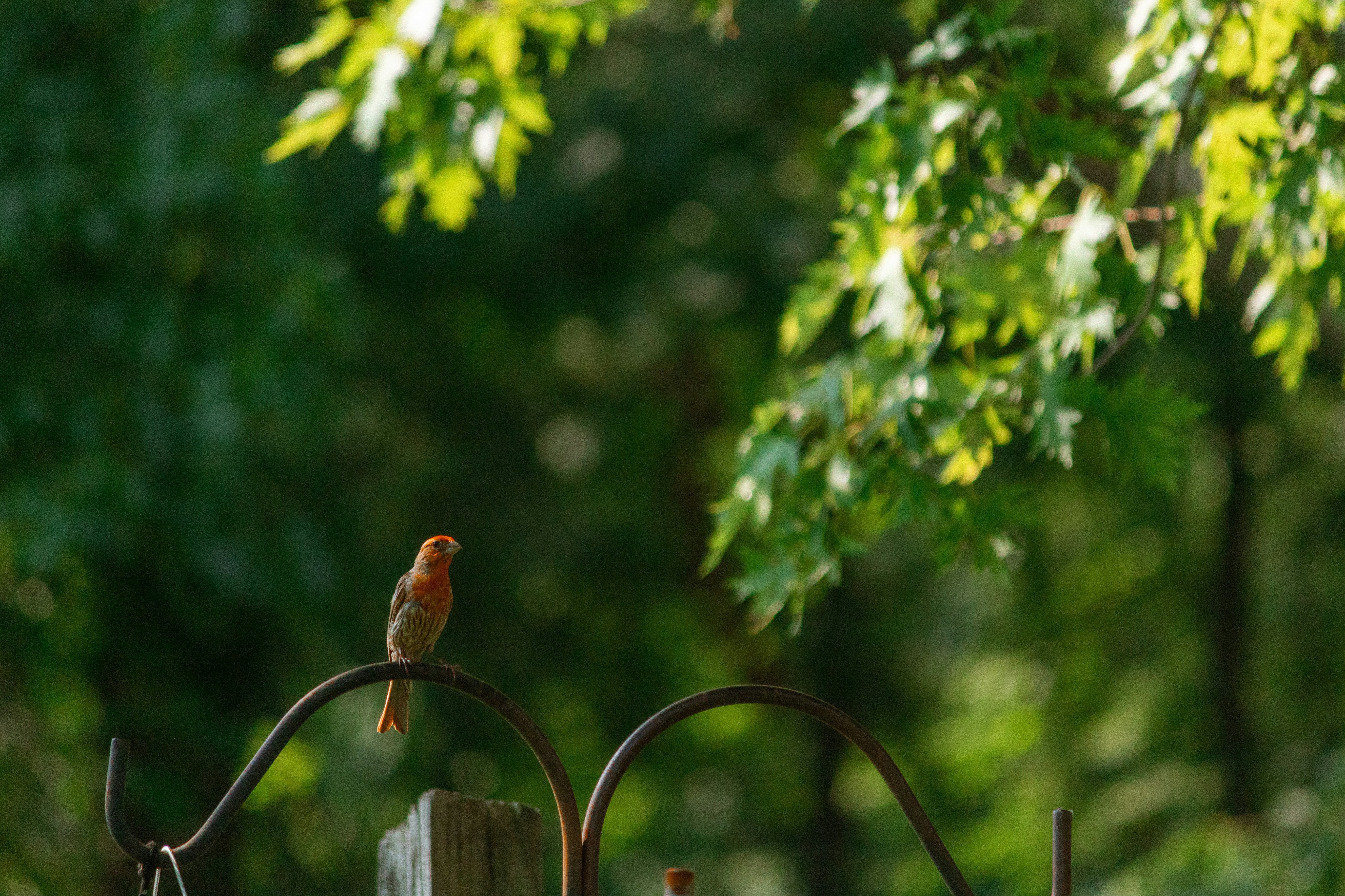 Emerald Canopy Watch: A Sparrow Perches on Wrought Iron Morning