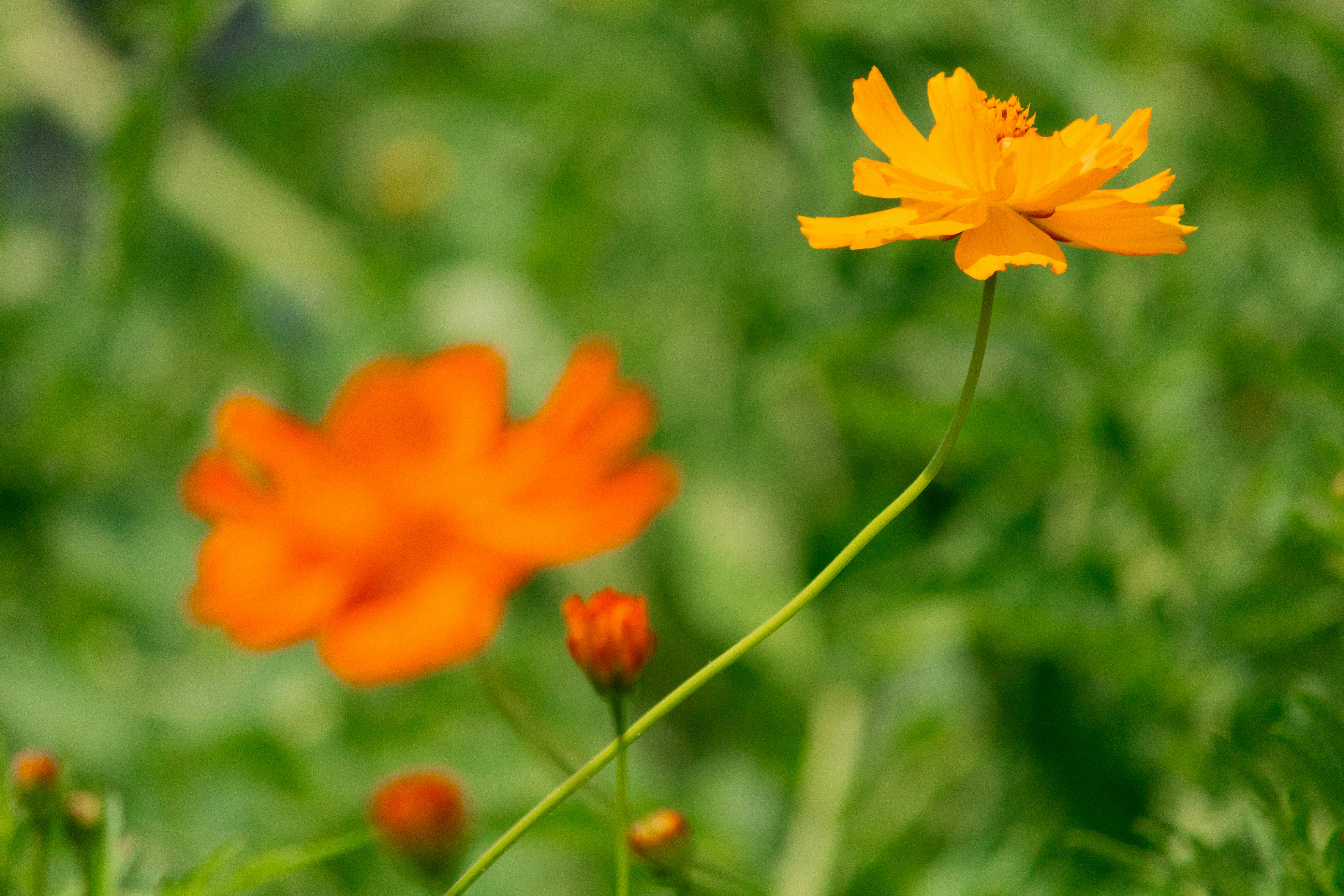 Orange Bloom Reaching Toward the Sun