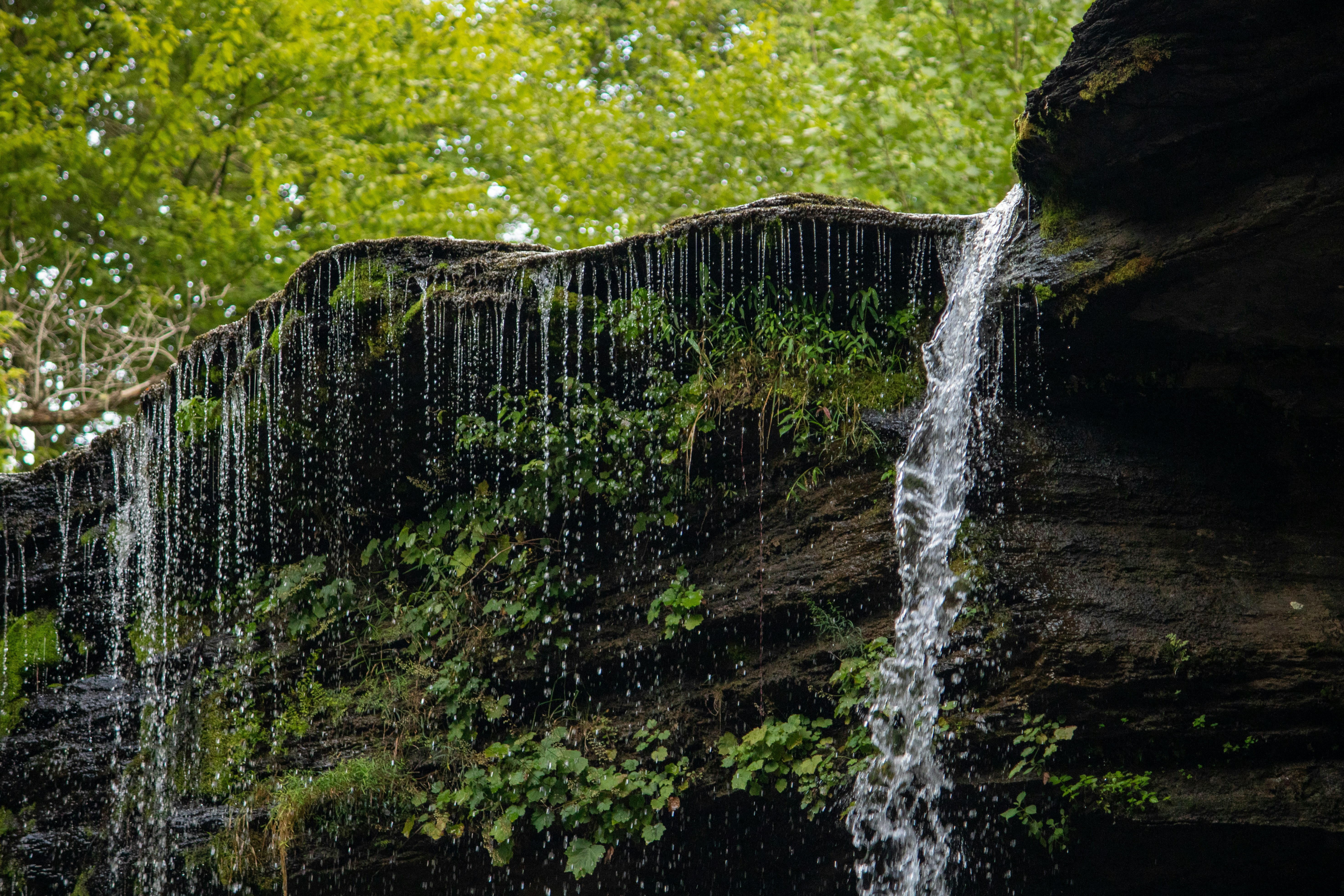 Veil of Moss and Waterfall over Shaded Rock Face