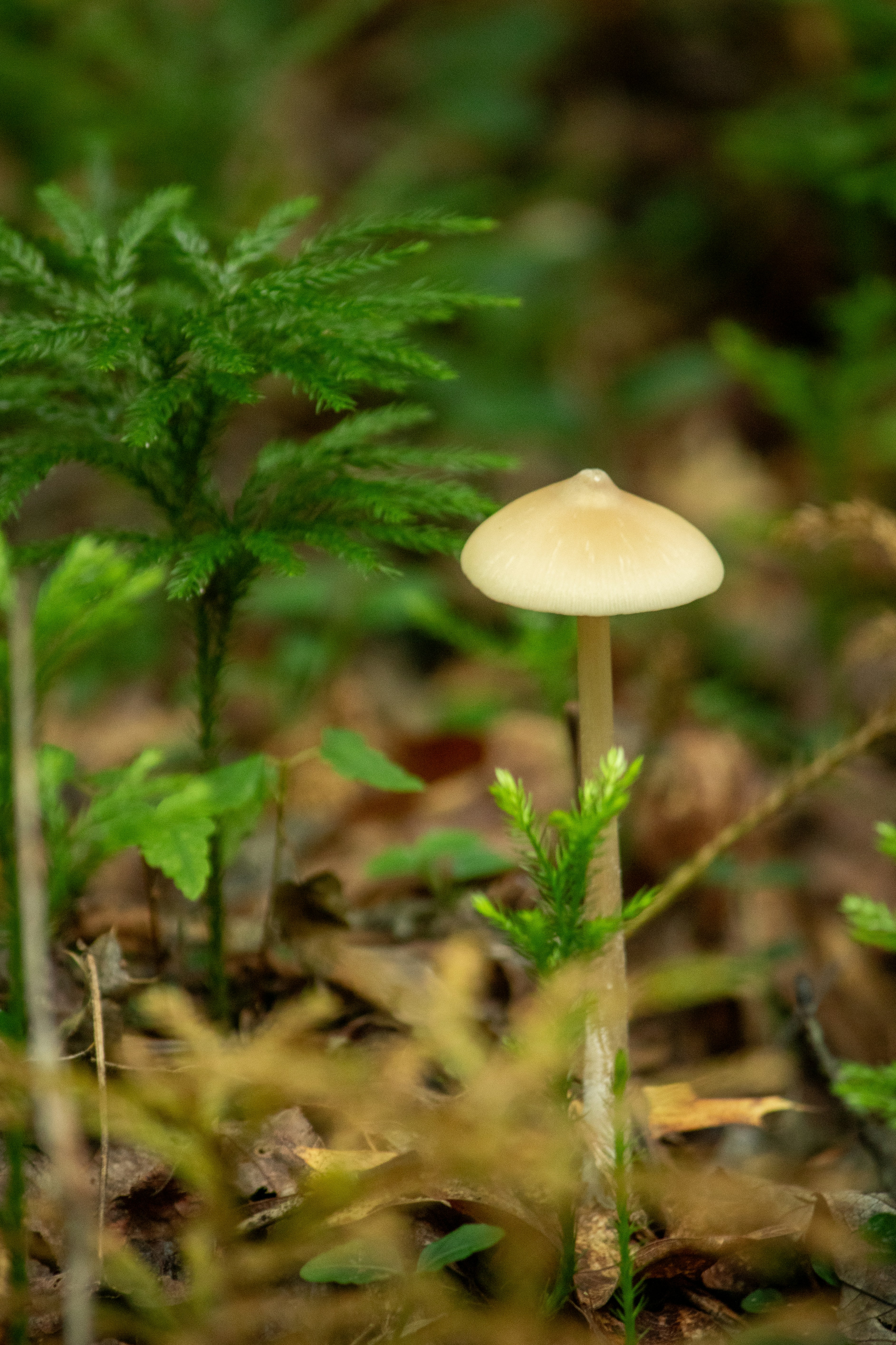 Toadstool Sentinel: A Pale Cap Amid Forest Greens