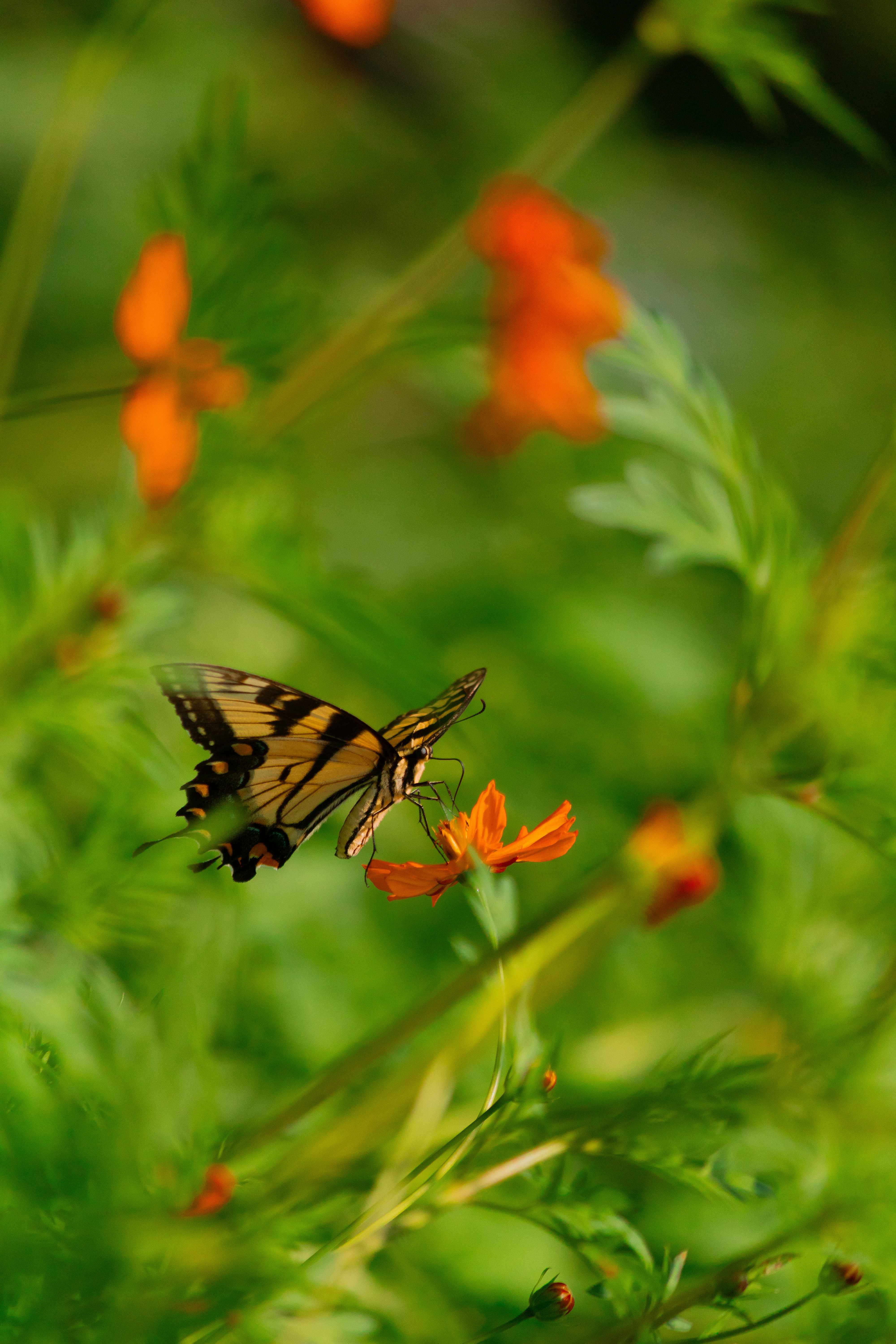 Butterfly's Quiet Drink Among Orange Blooms