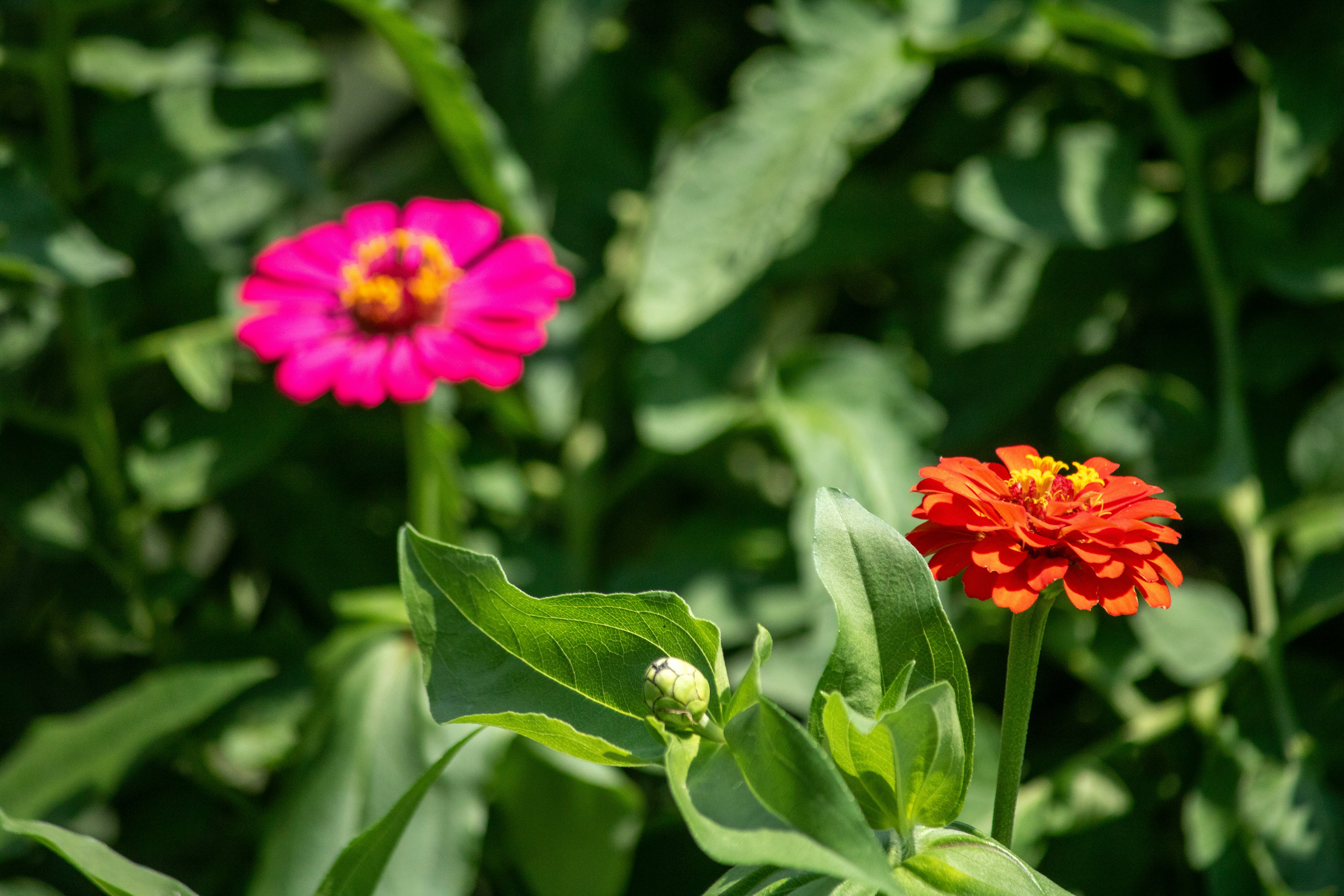 Petal Confetti: A Glowing Pink Bloom and a Fiery Orange Companion