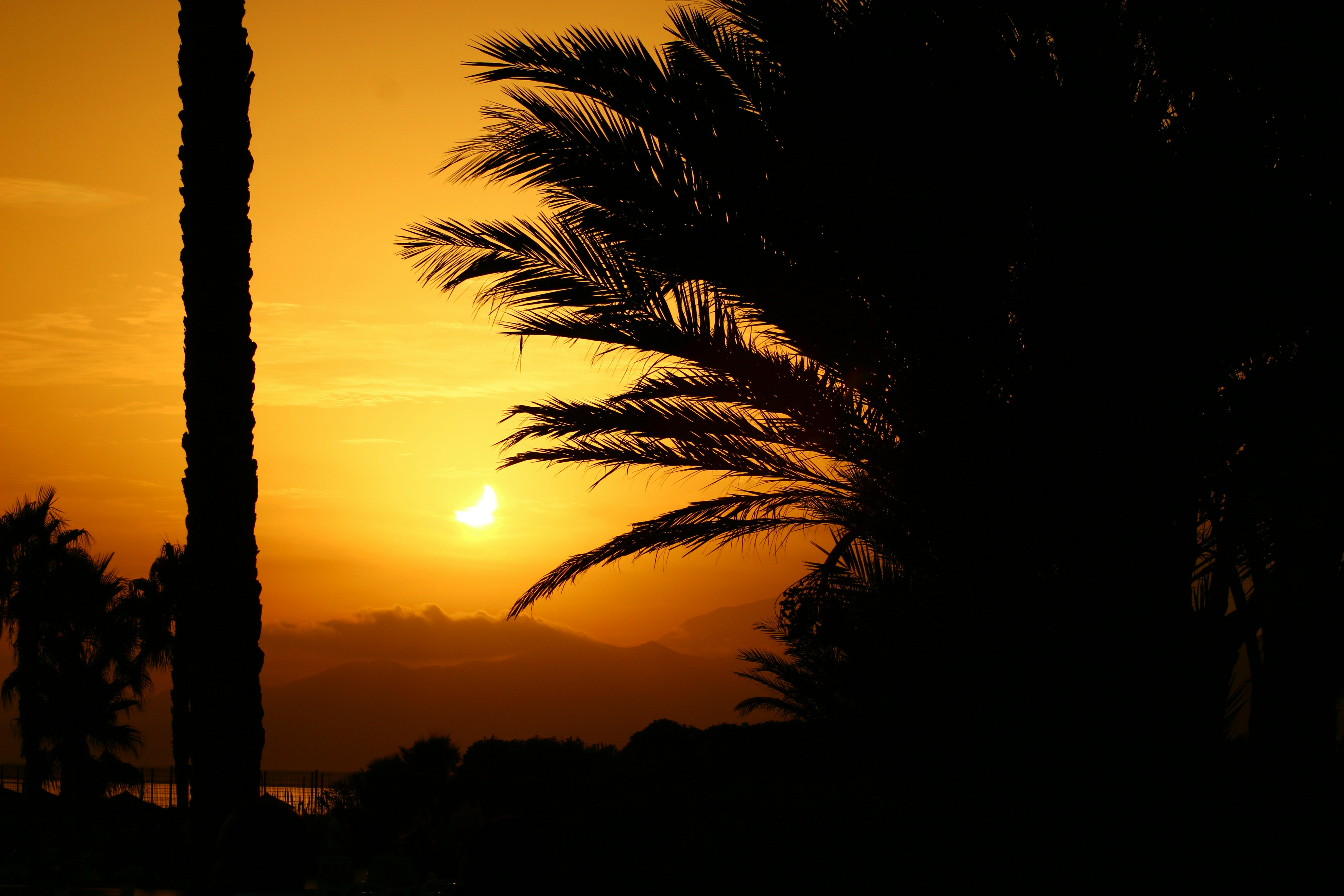 Silhouette at Sunset: Palm Shadows Framing a Calm Horizon