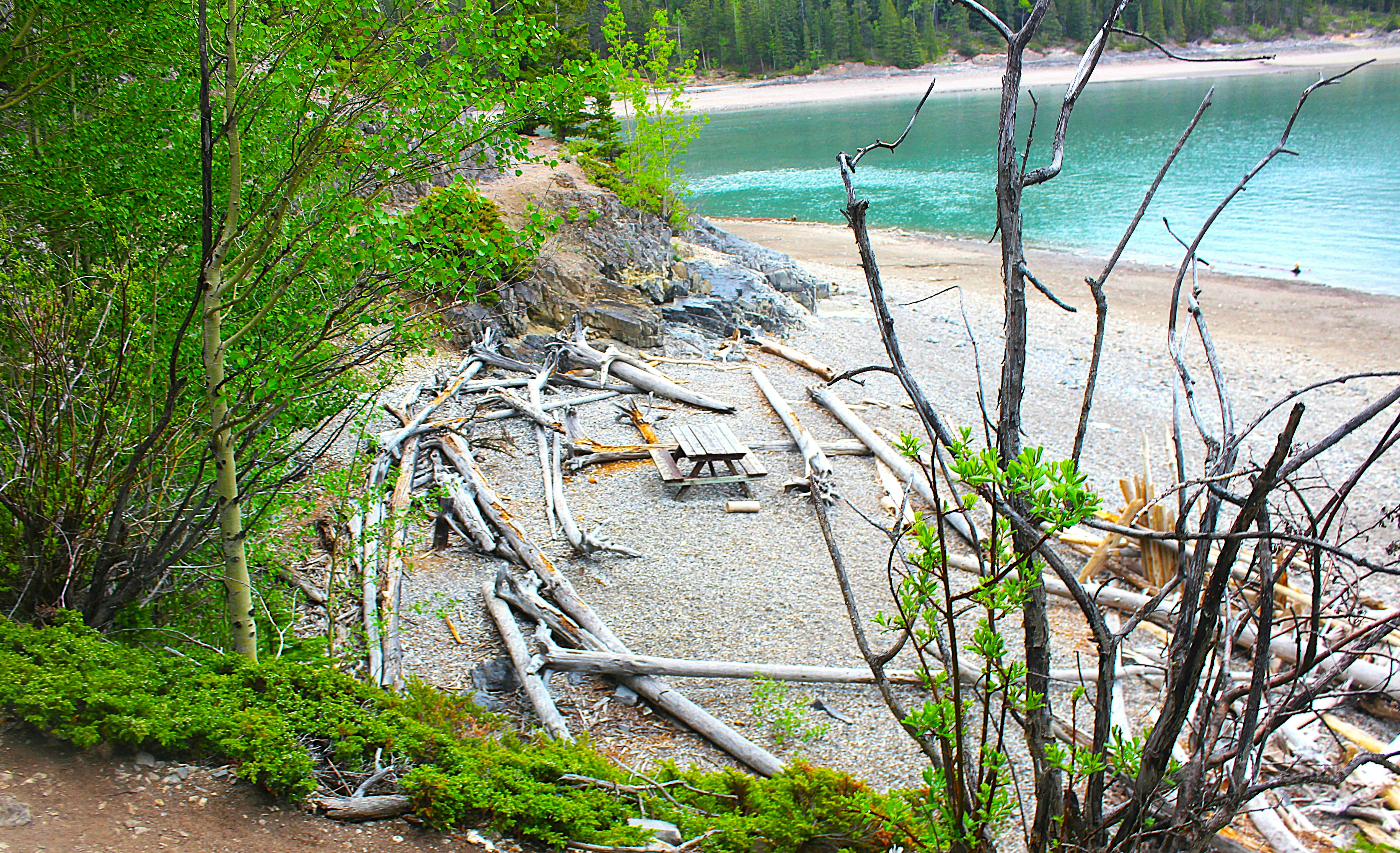 Driftwood Camp at the Quiet Shore
