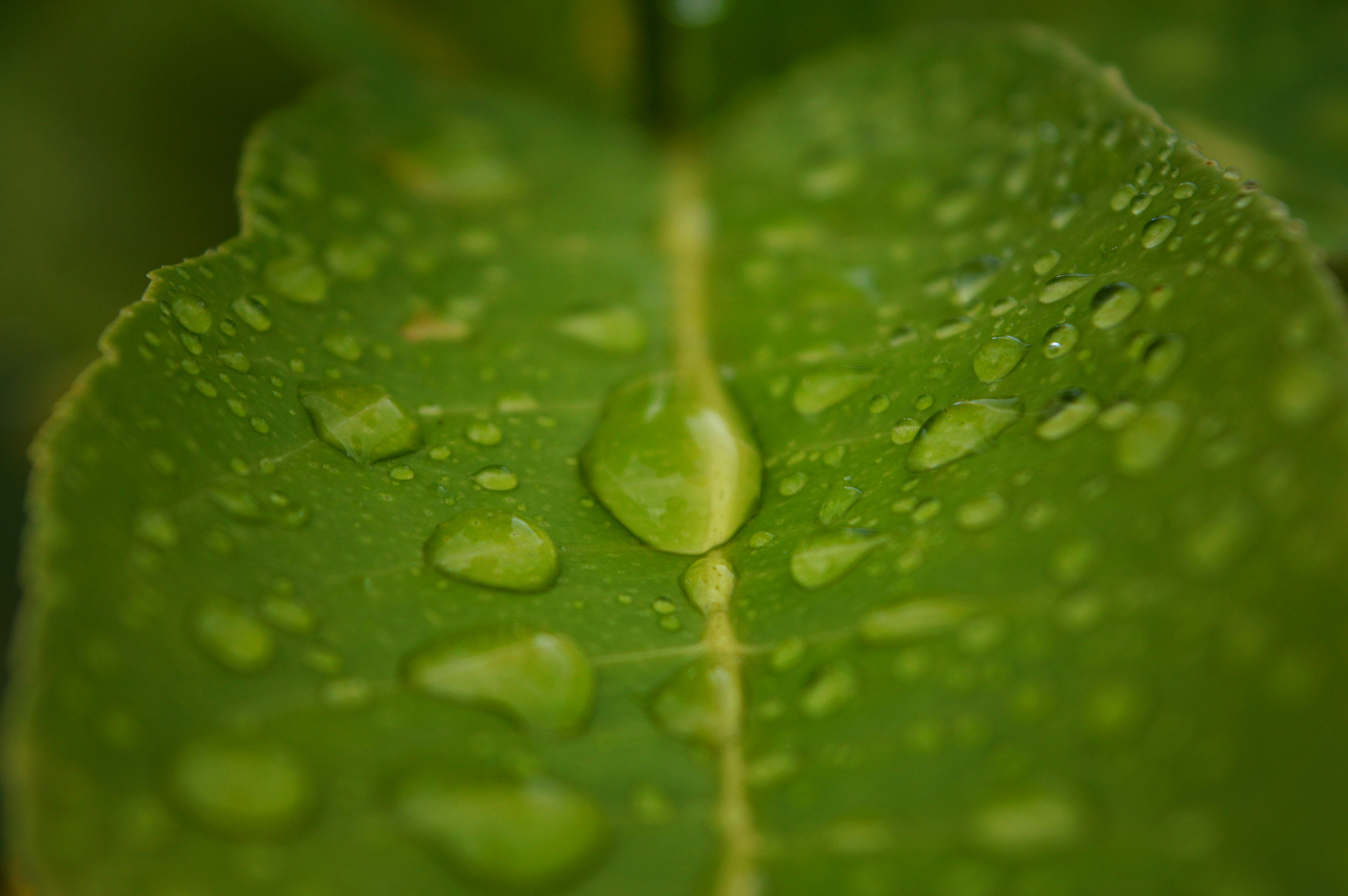 Droplet Veil on a Vein-Highlighted Leaf
