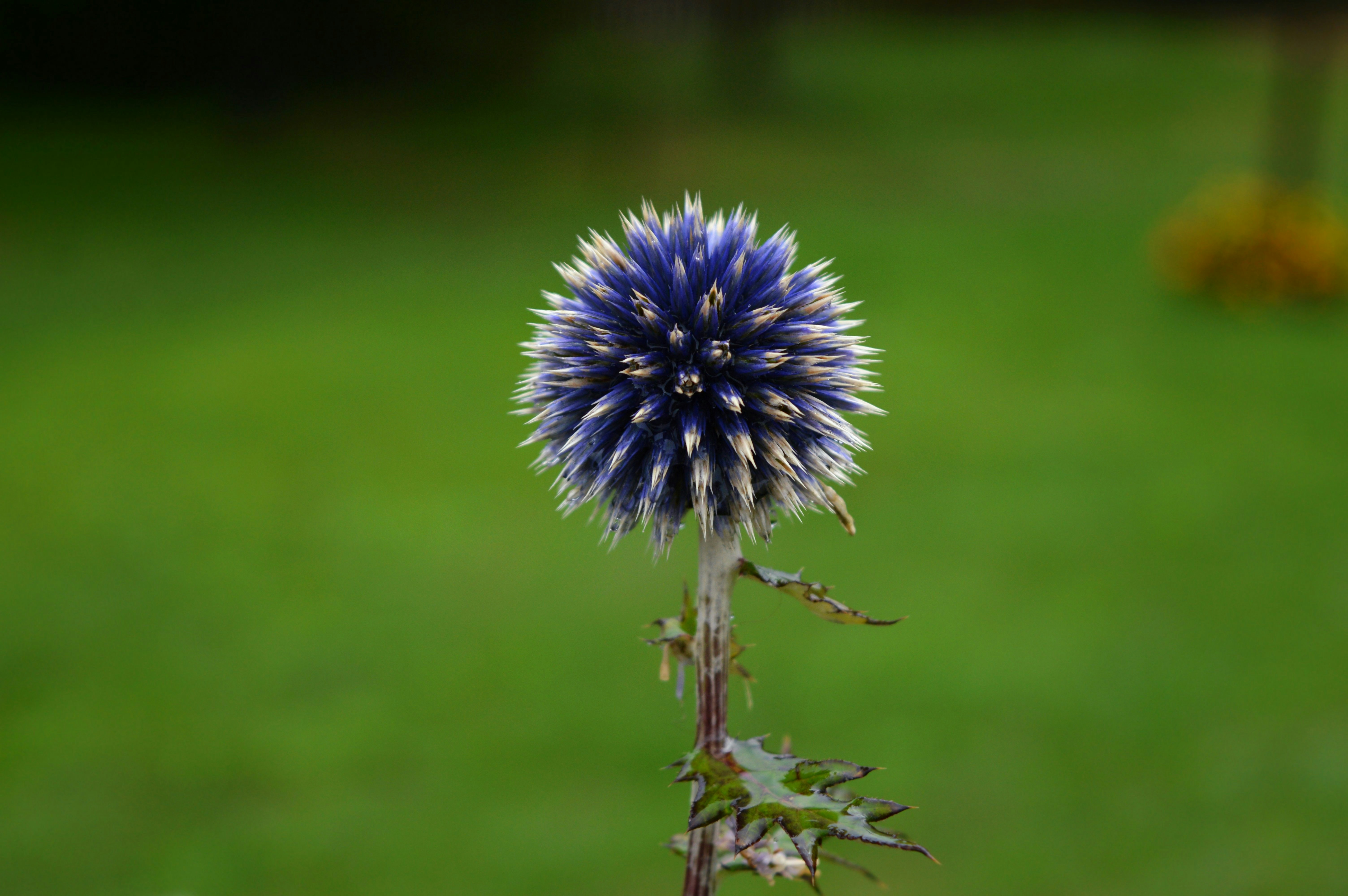 Blue Globe of Seed: A Lone Flower Reaches Skyward