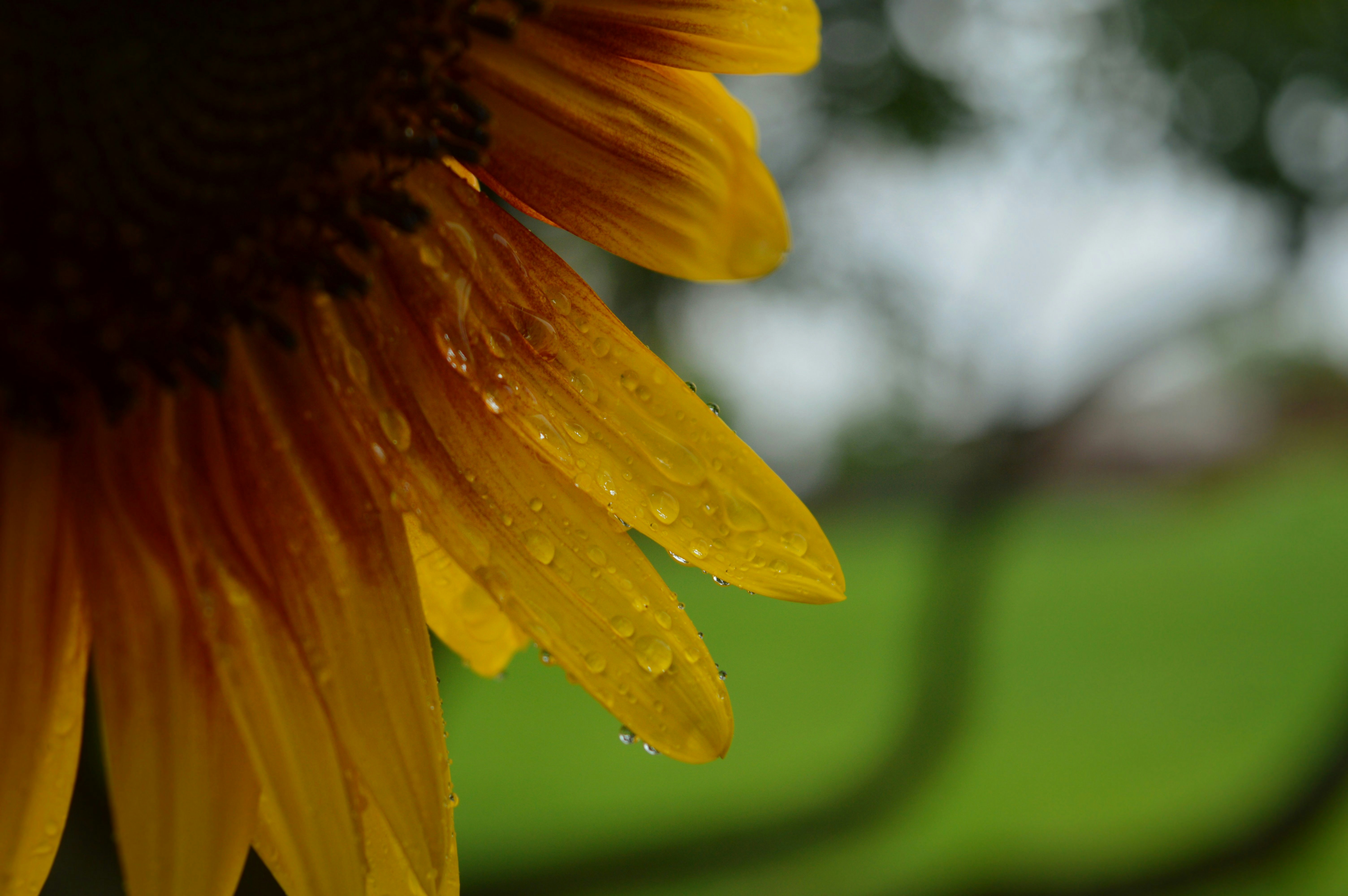Sunlit Petals in Focus: A Sunflower Close-Up with Dew at Dusk