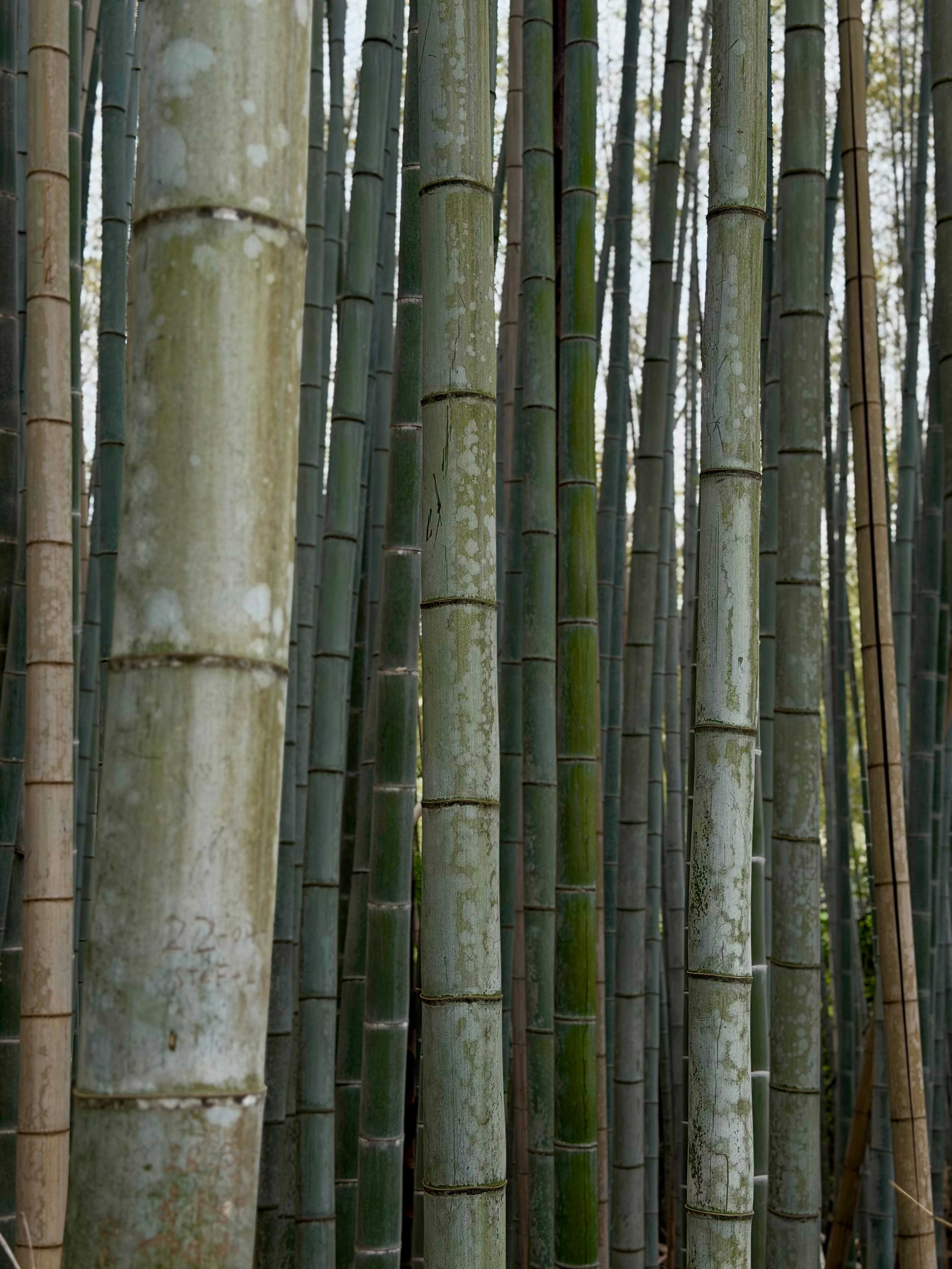 Silent Forest: A Stand of Bamboo Stems in Soft Light