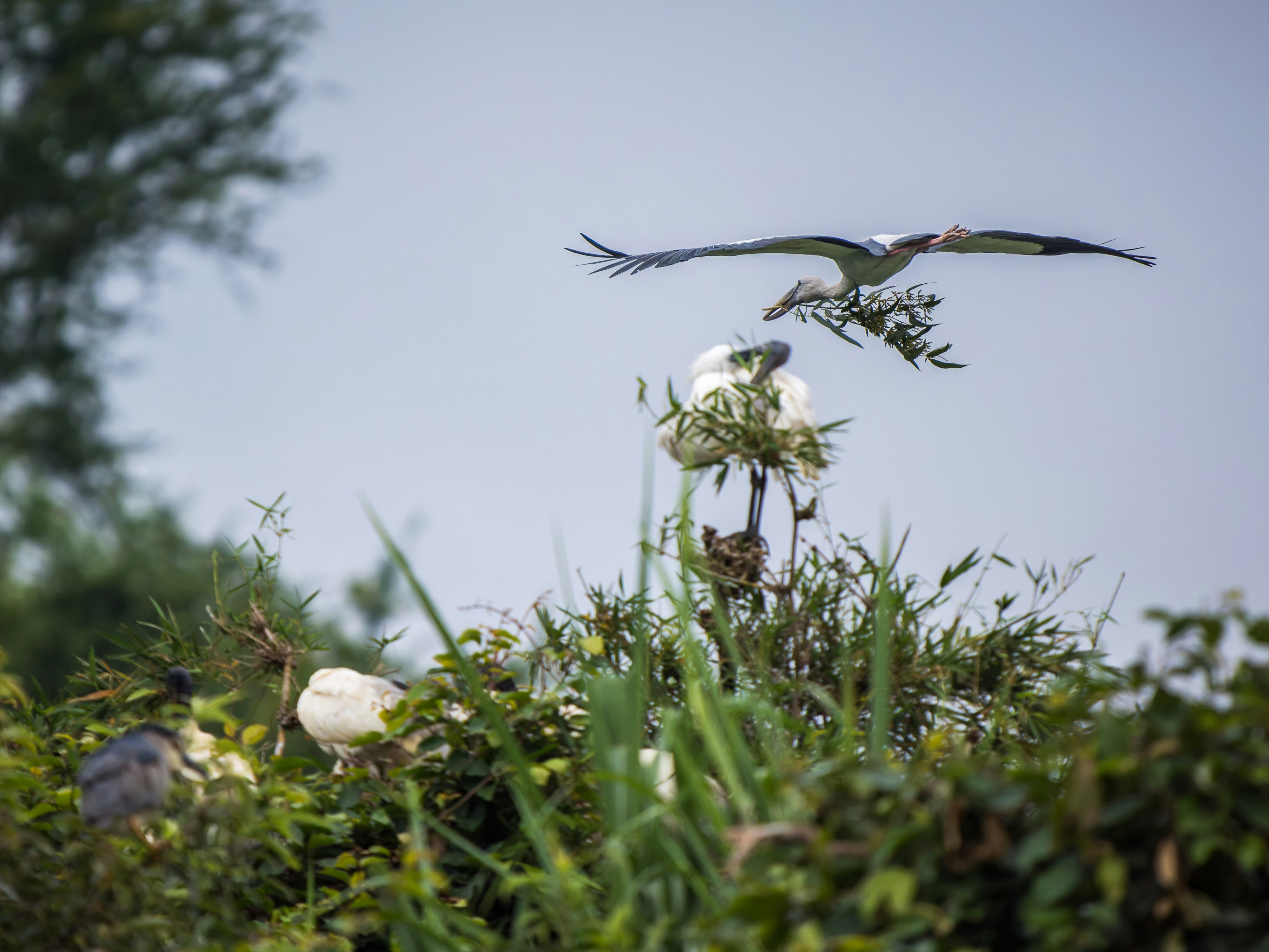 Winged Arrival: A Bird Glides from a nest atop tangled greenery