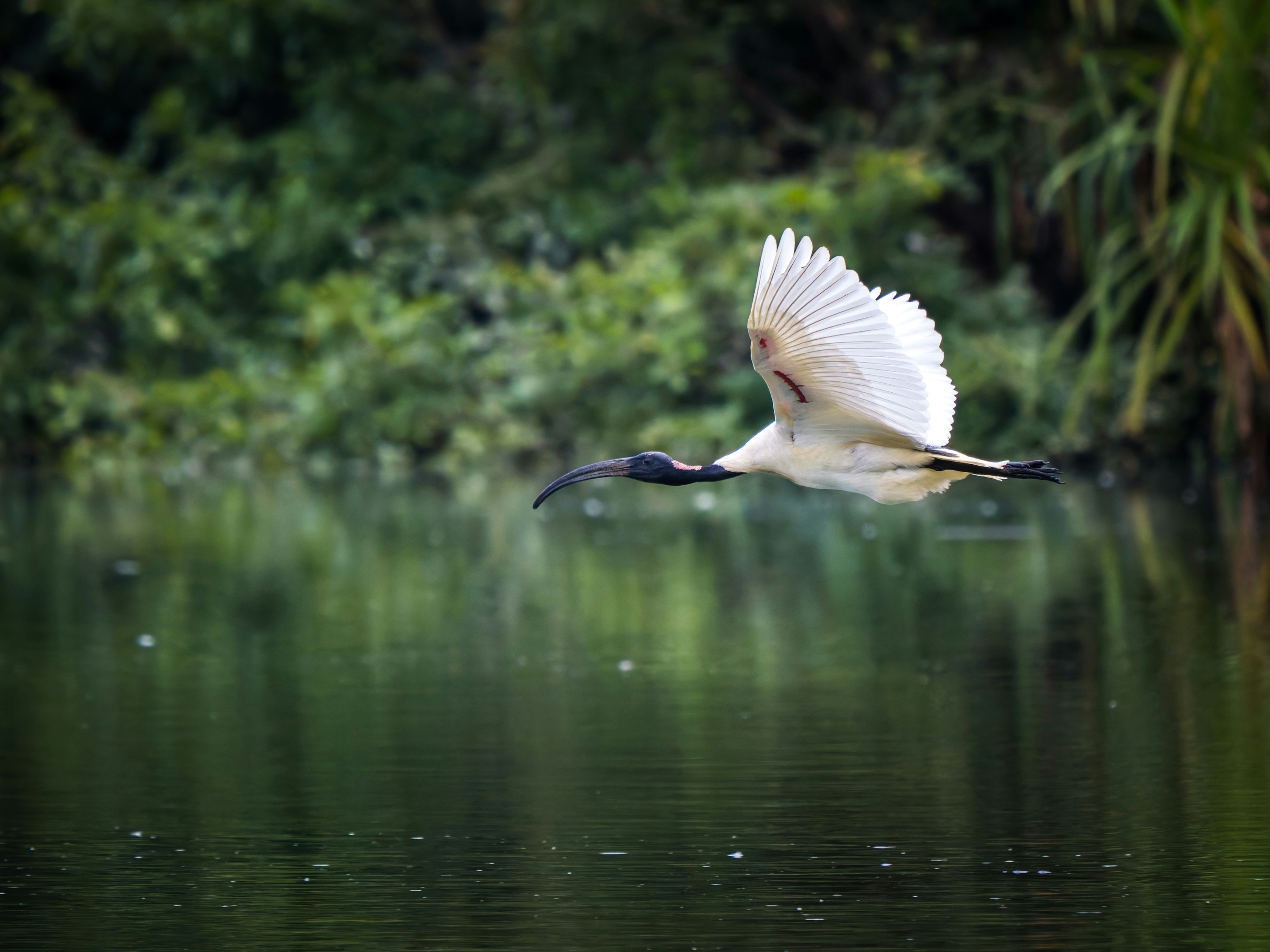 Soaring White Ibis Over Mirror-green Waters
