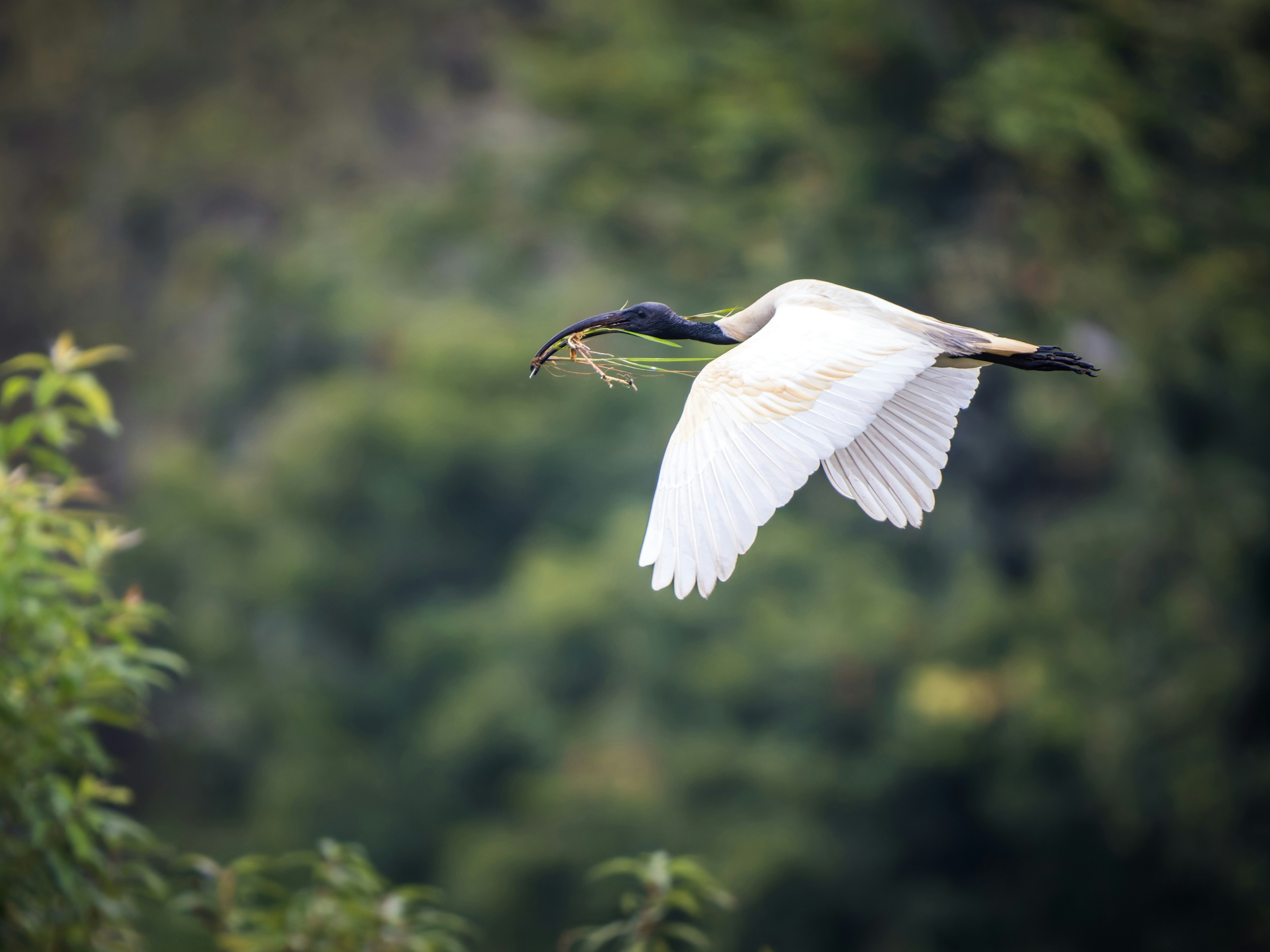 Wingbeat Over Greenery: A White Heron in Flight with a Twigdn