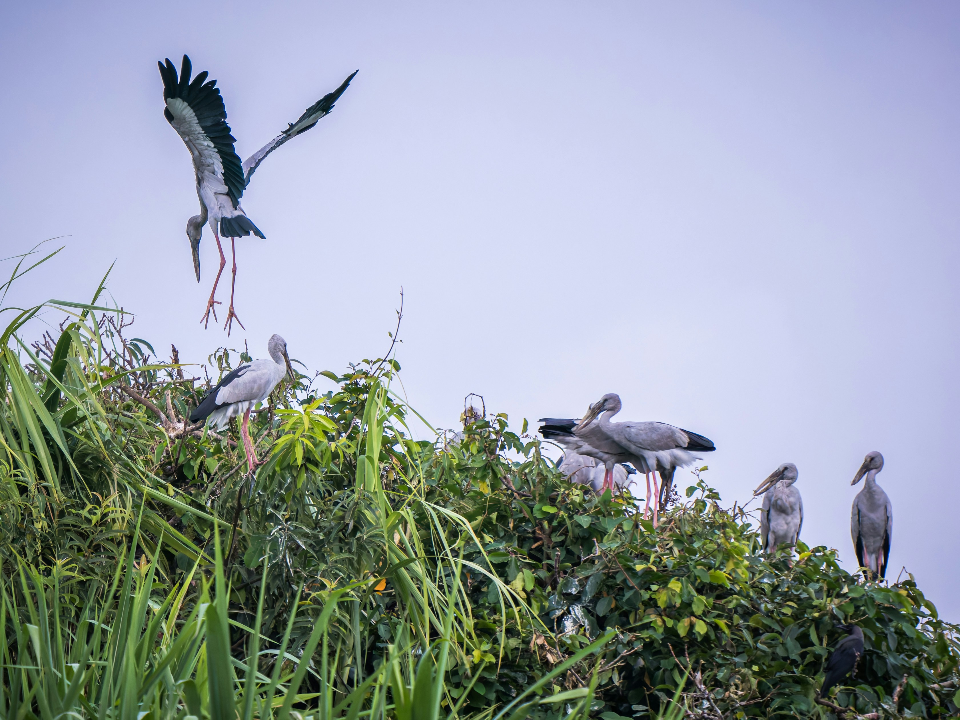 Horizon Birds: A Stately Heron Assembly on a Coastal Rise