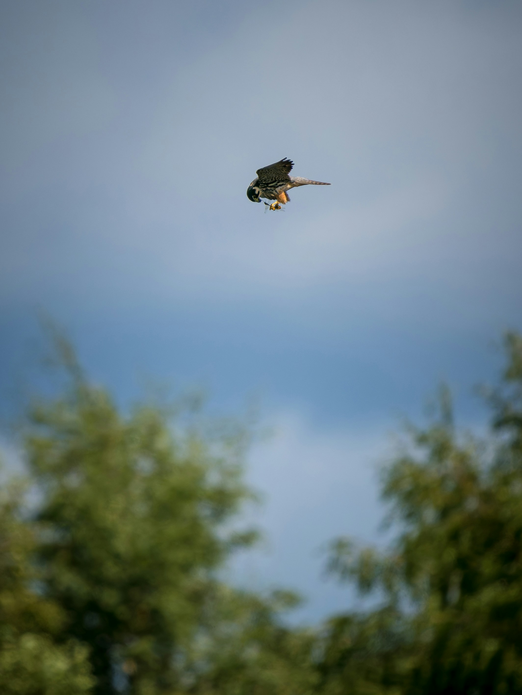 Hawk in a Blue Sky: Focus on the Winged Descent
