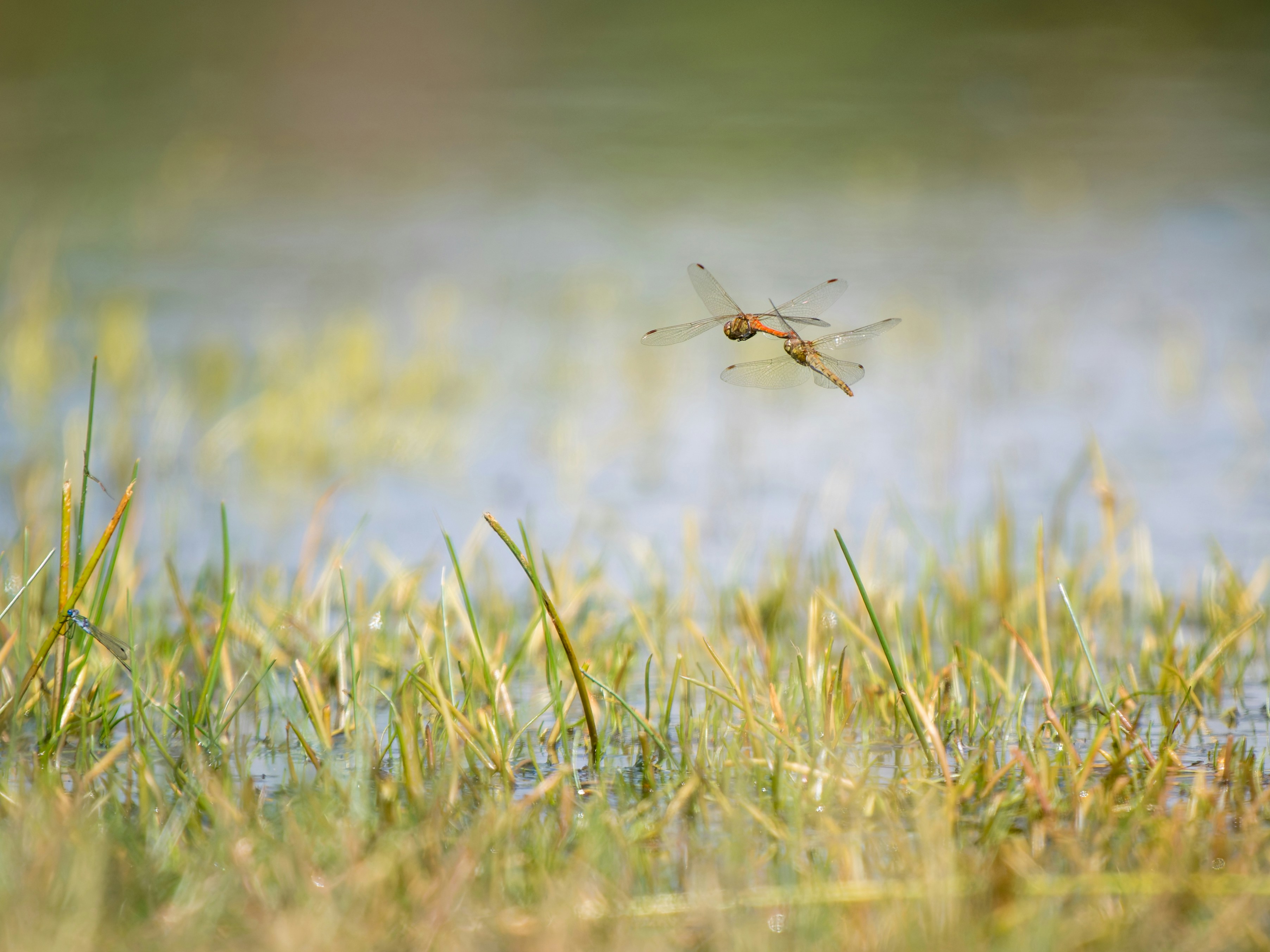 Hovering Dragonfly Above a Quiet Marsh