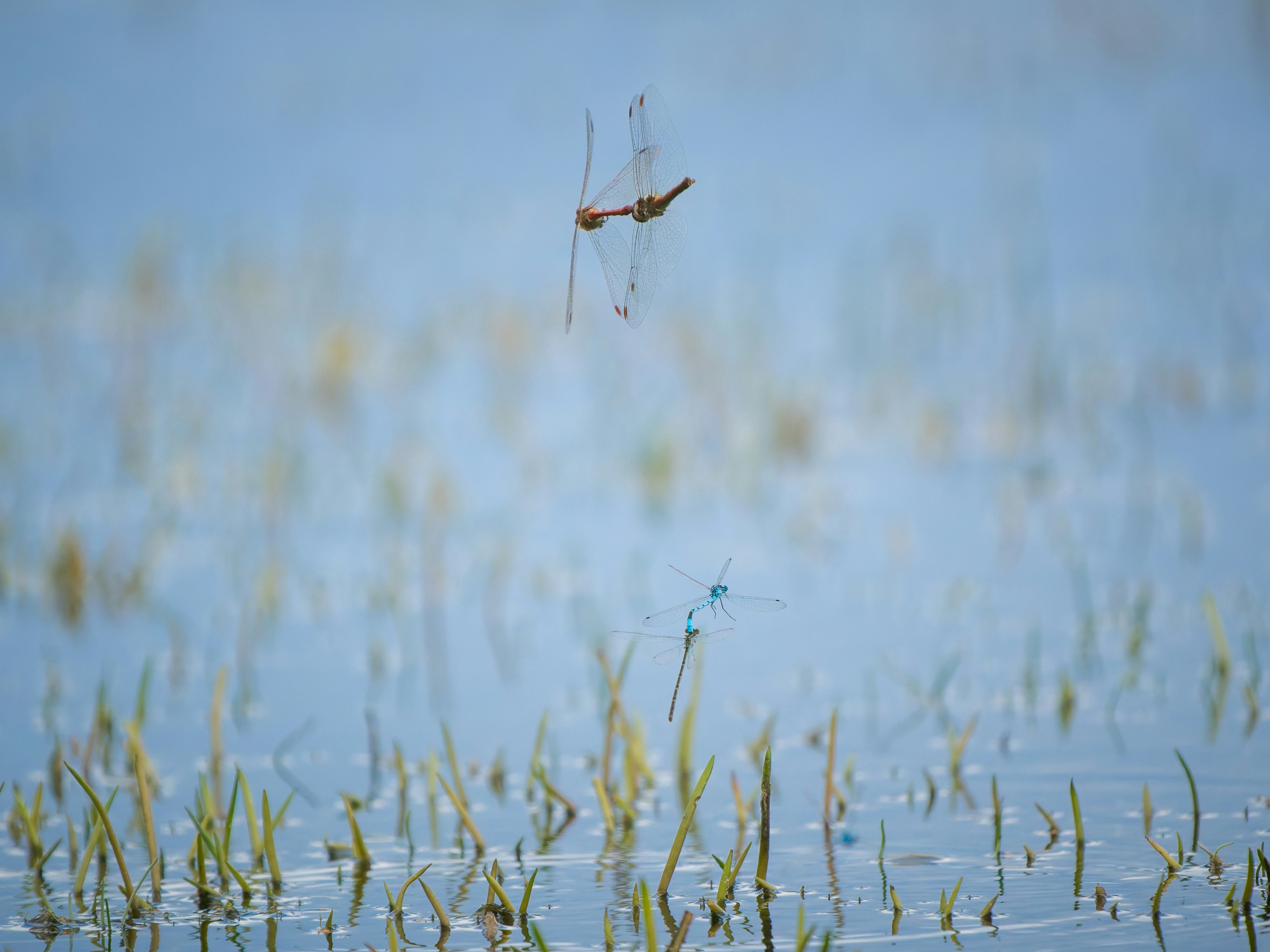 Suspended in Silence: A Pair of Dragonflies Over a Quiet Wetland
