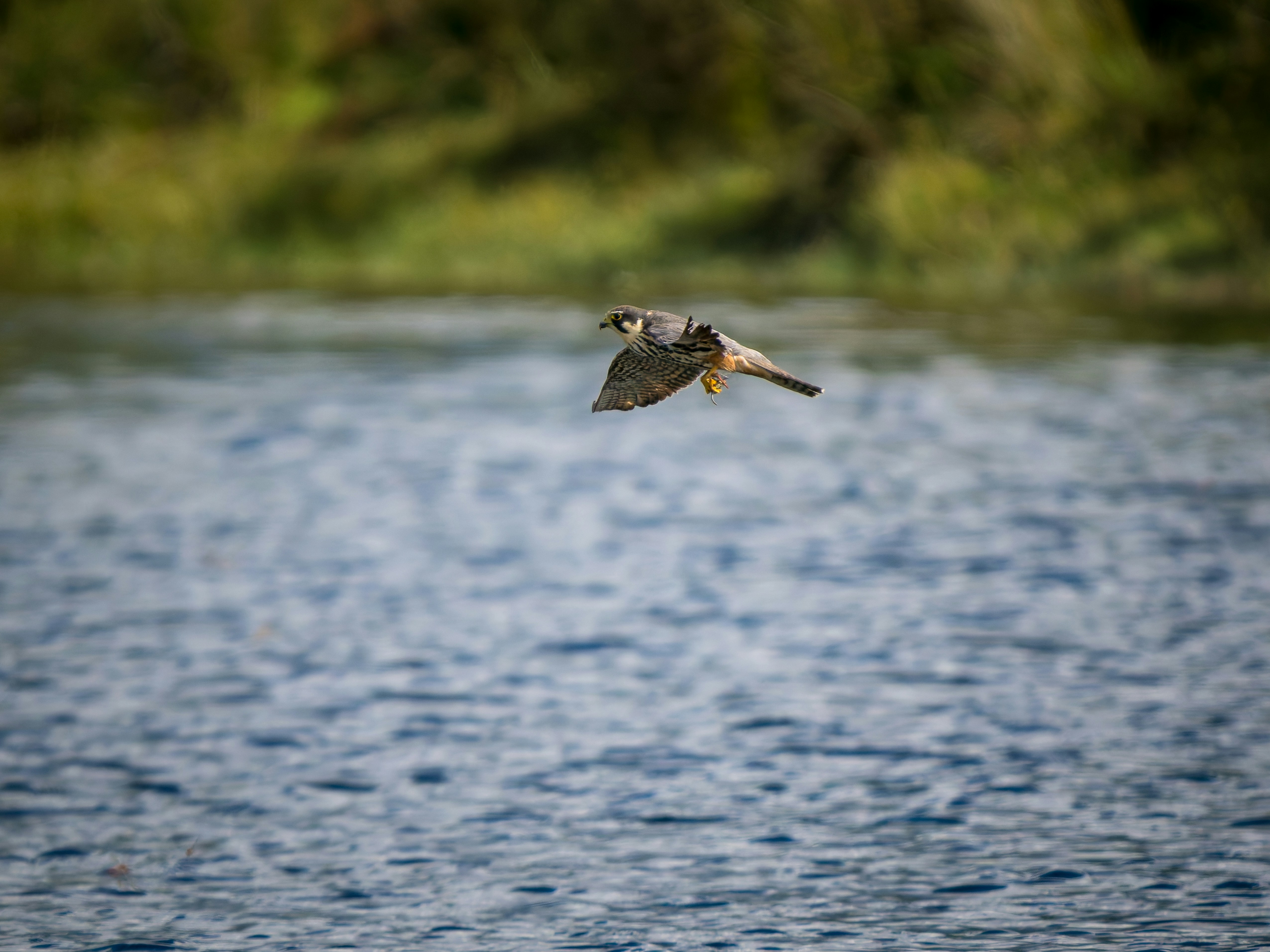 Hawk in Focus: A Cresting Glide Over Rippling River