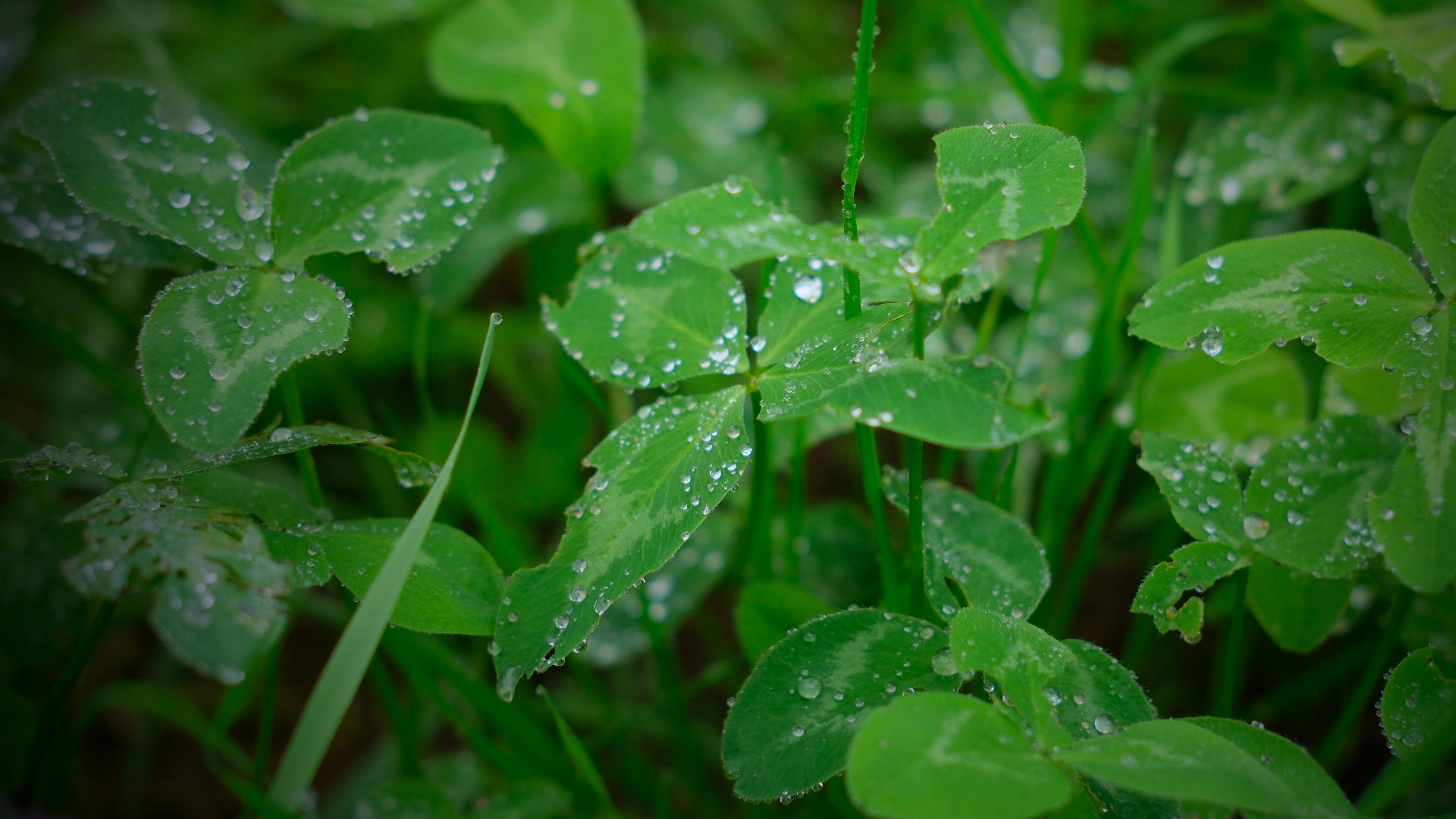 Close-up of vibrant green clover and leaves with dew droplets on a damp surface. A natural macro-like composition focusing on texture and freshness of foliage.