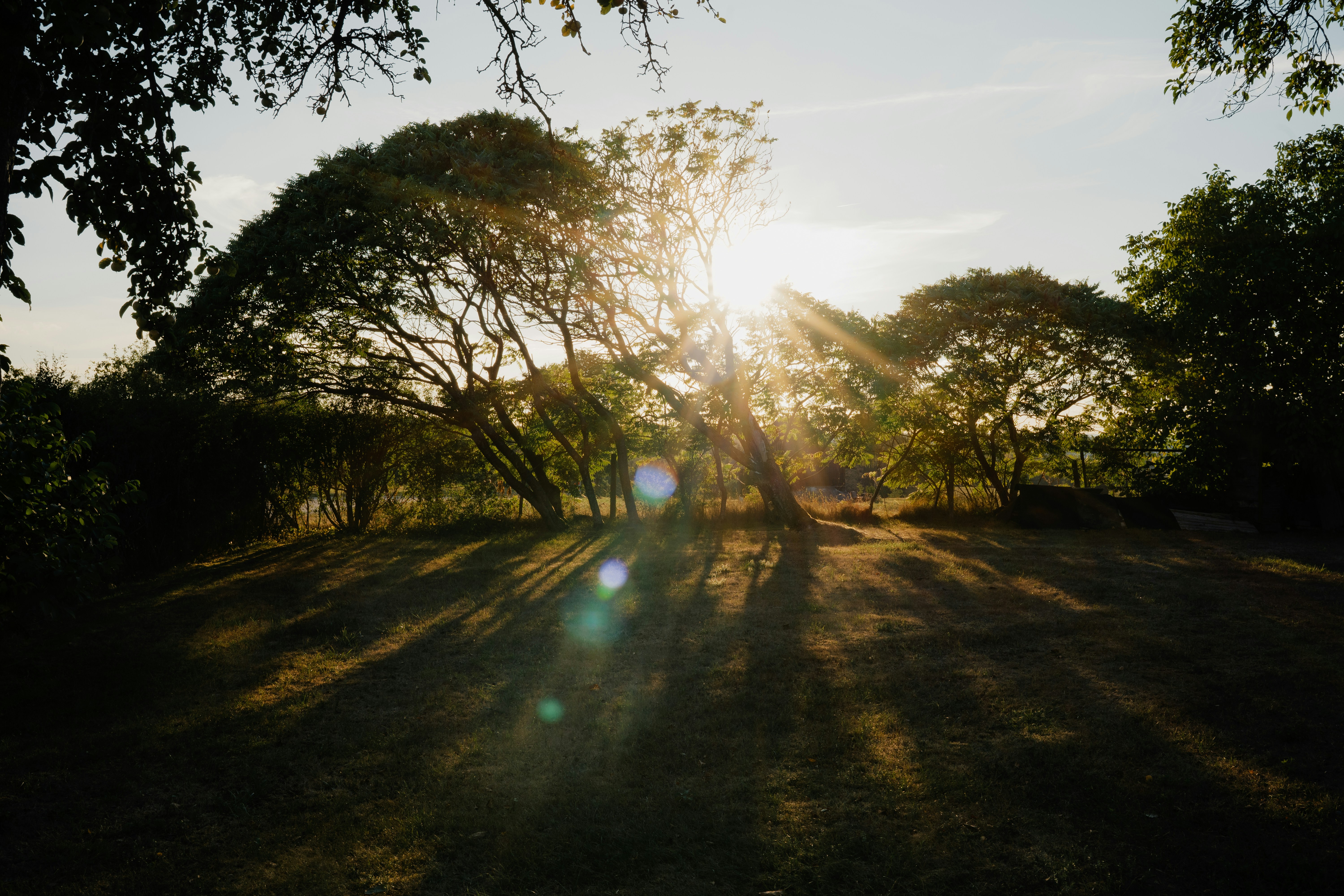 Low Sun, Long Shadows: Sunset Over a Quiet Park Field
