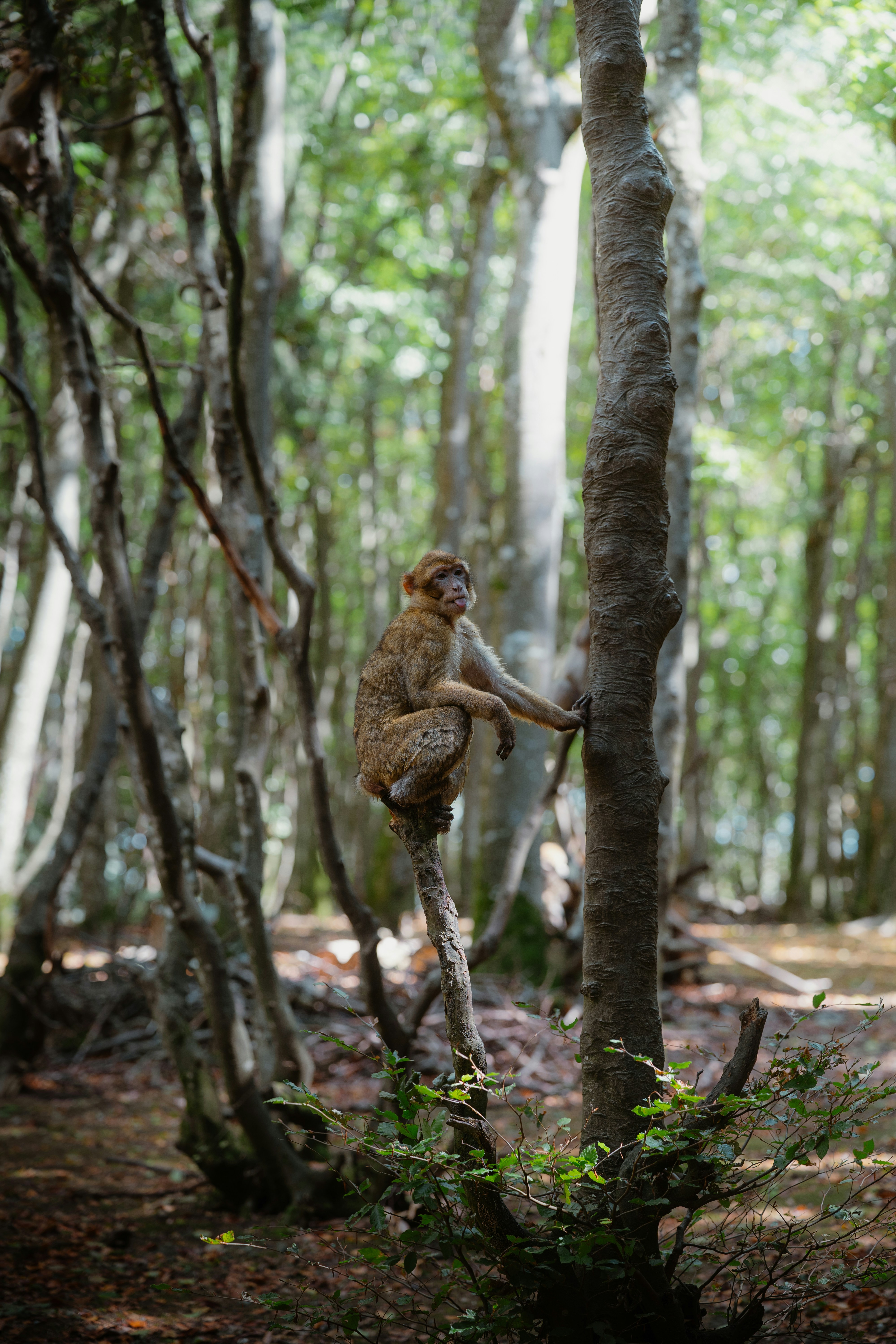 Primed for a Pause: A lone macaque clings to a slender trunk in dappled forest light