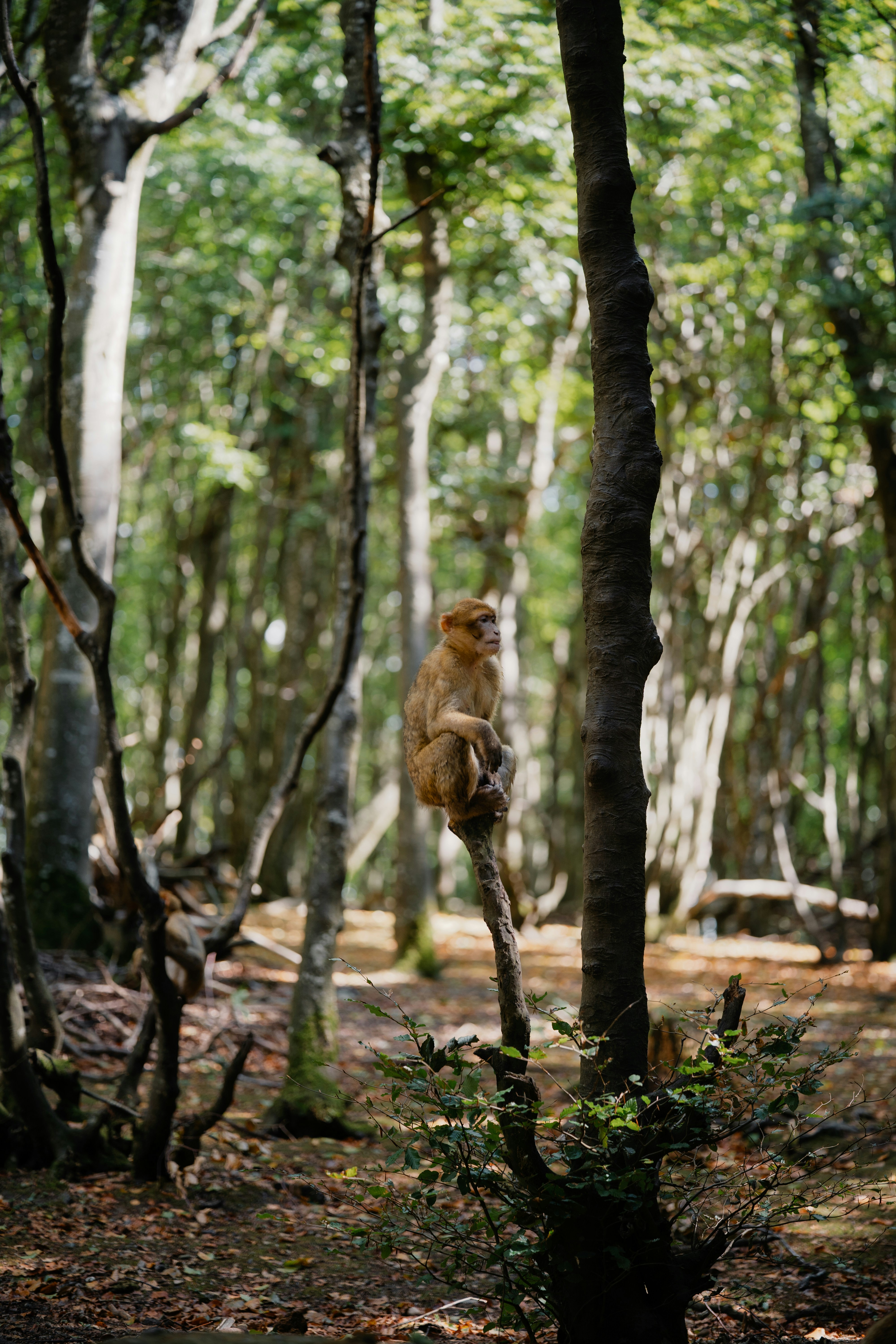 Upright Scout: A Monkey Perches on a Narrow Branch in a Sunlit Forest