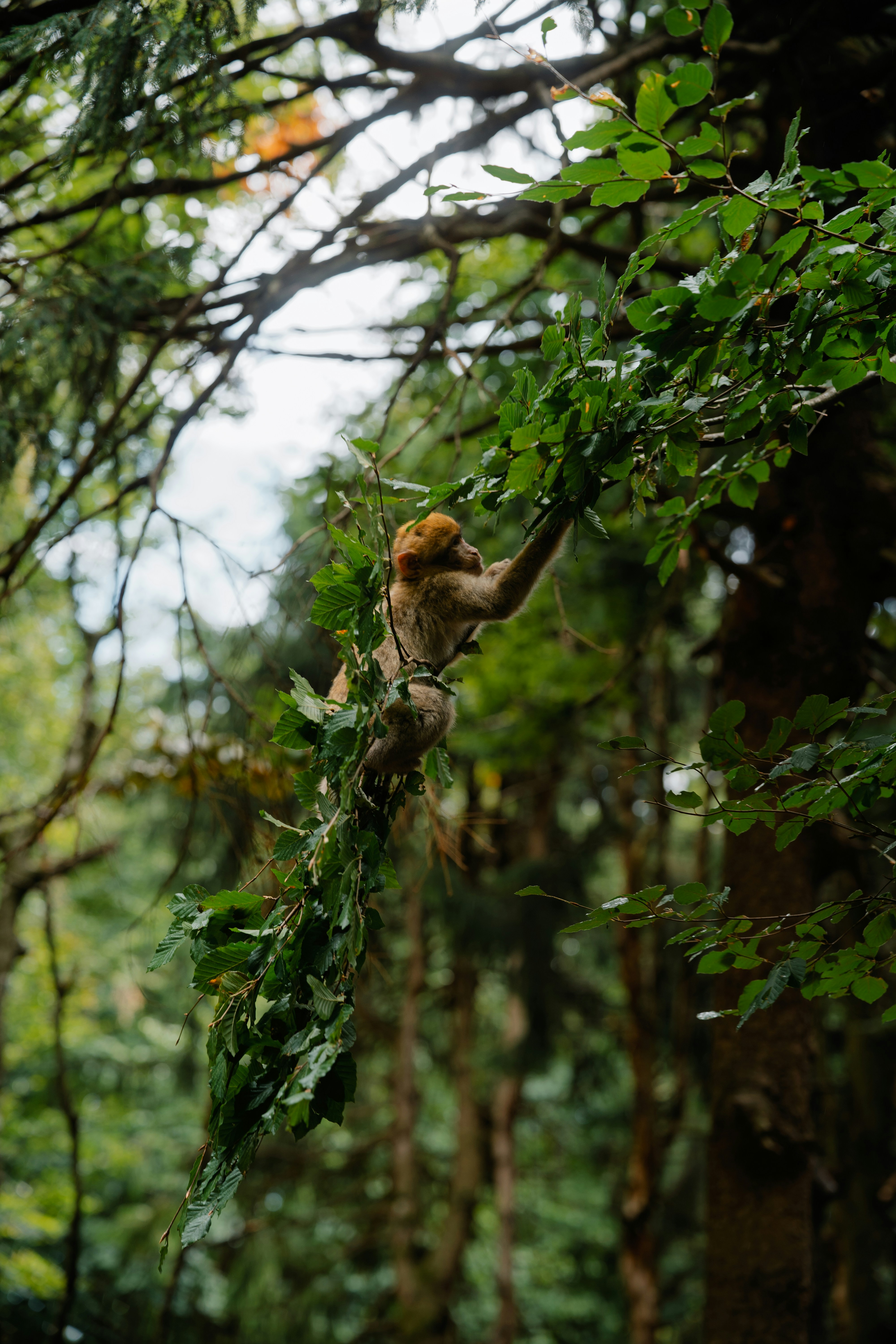 Tiny Acrobat in the Green Canopy