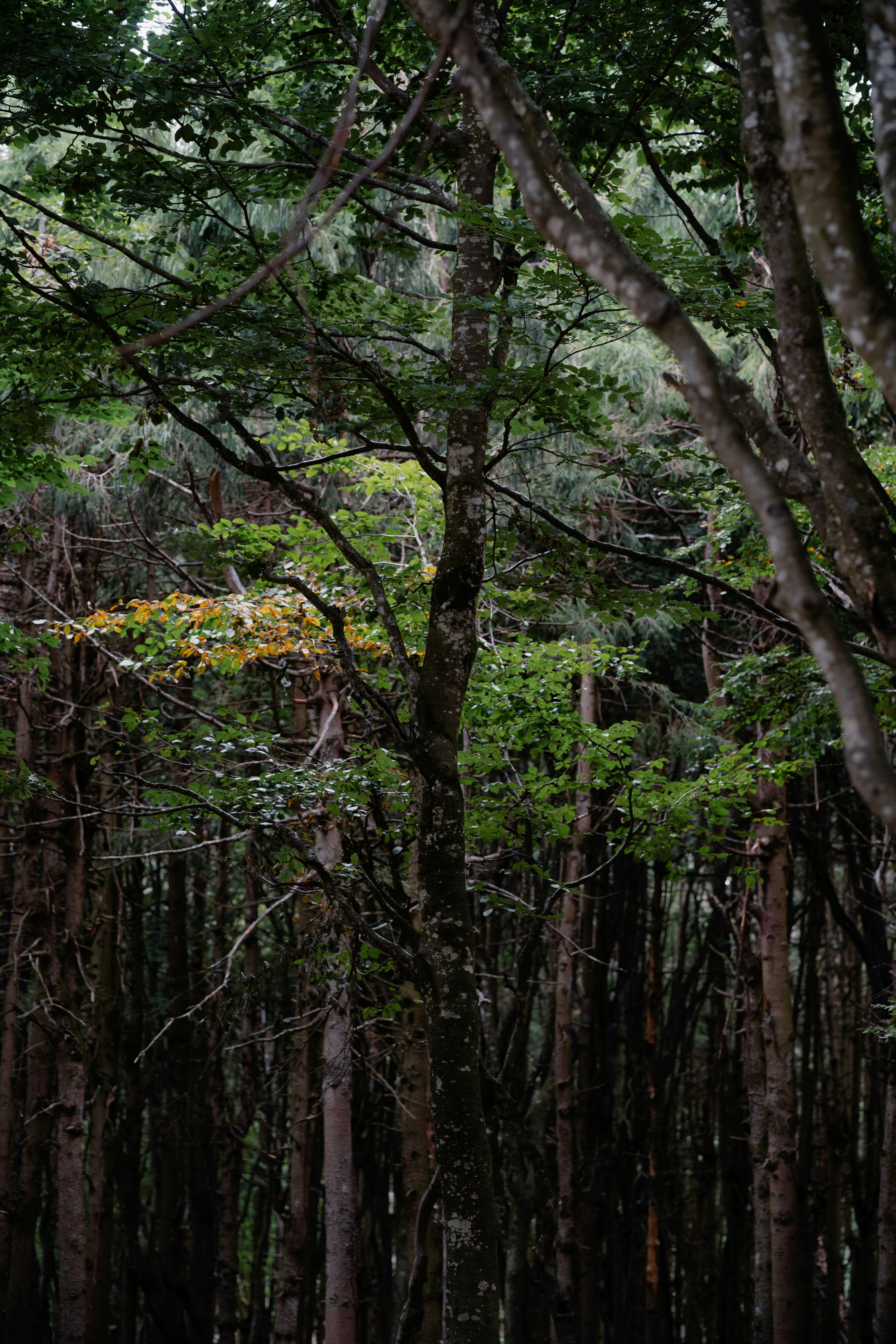 Midnight Orchard: Quiet Trunk Tunnel Through Dawn-lit Pines