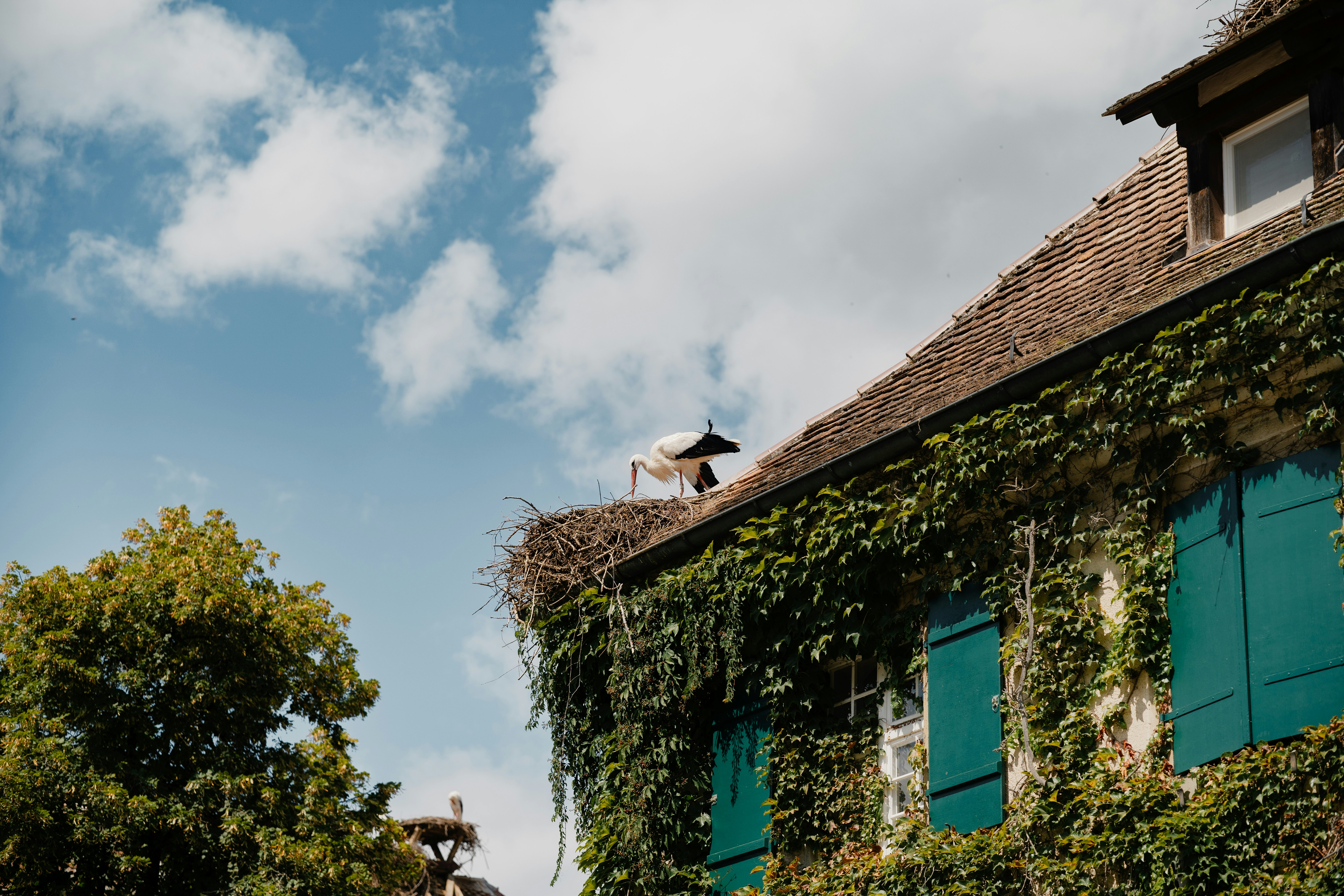 Nest on the Rooftop: A Quiet Moment Above the Ivy-Clad Roof