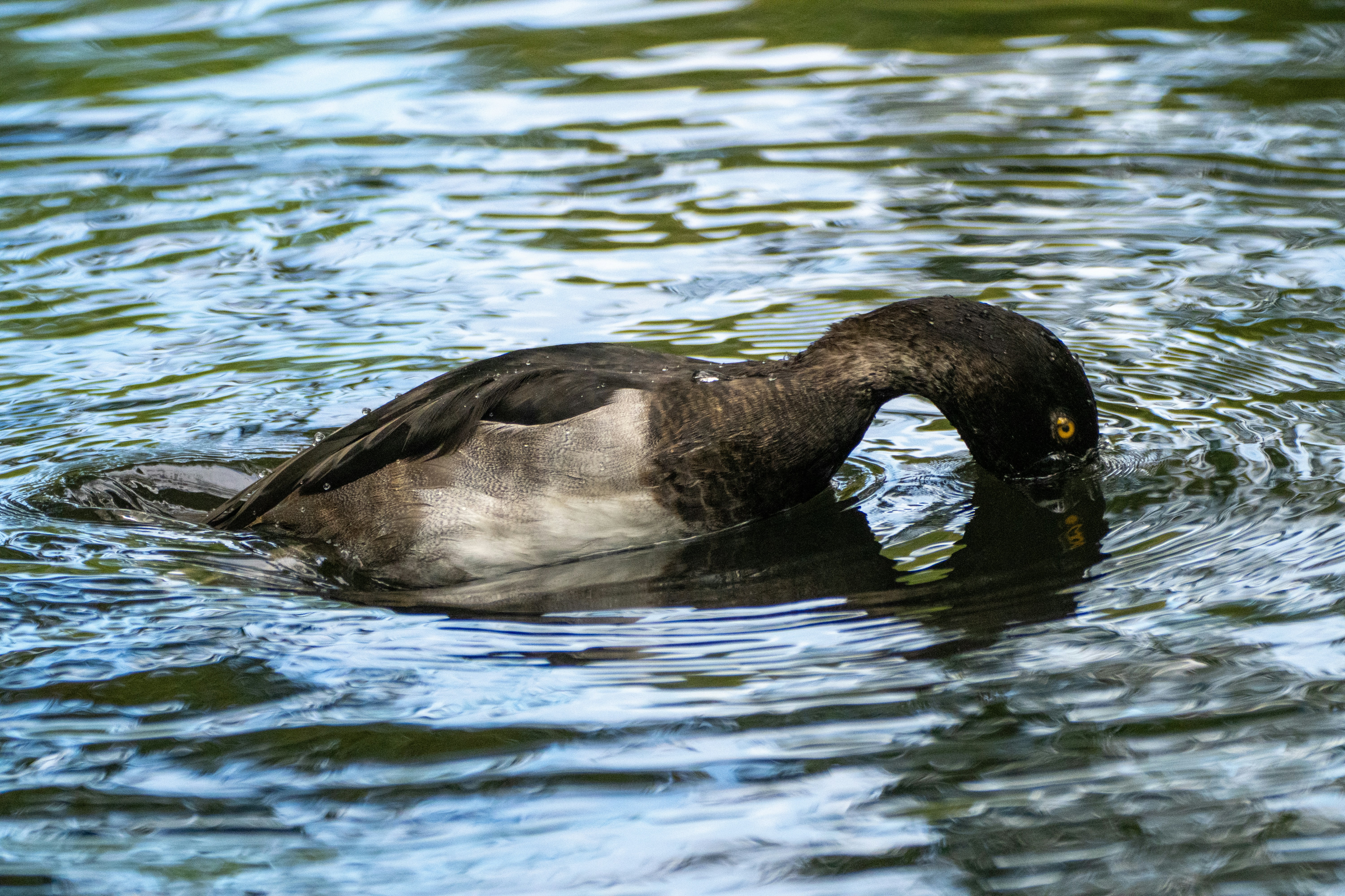 Diving Beak: A Duck's Quiet Forage in Dappled Light