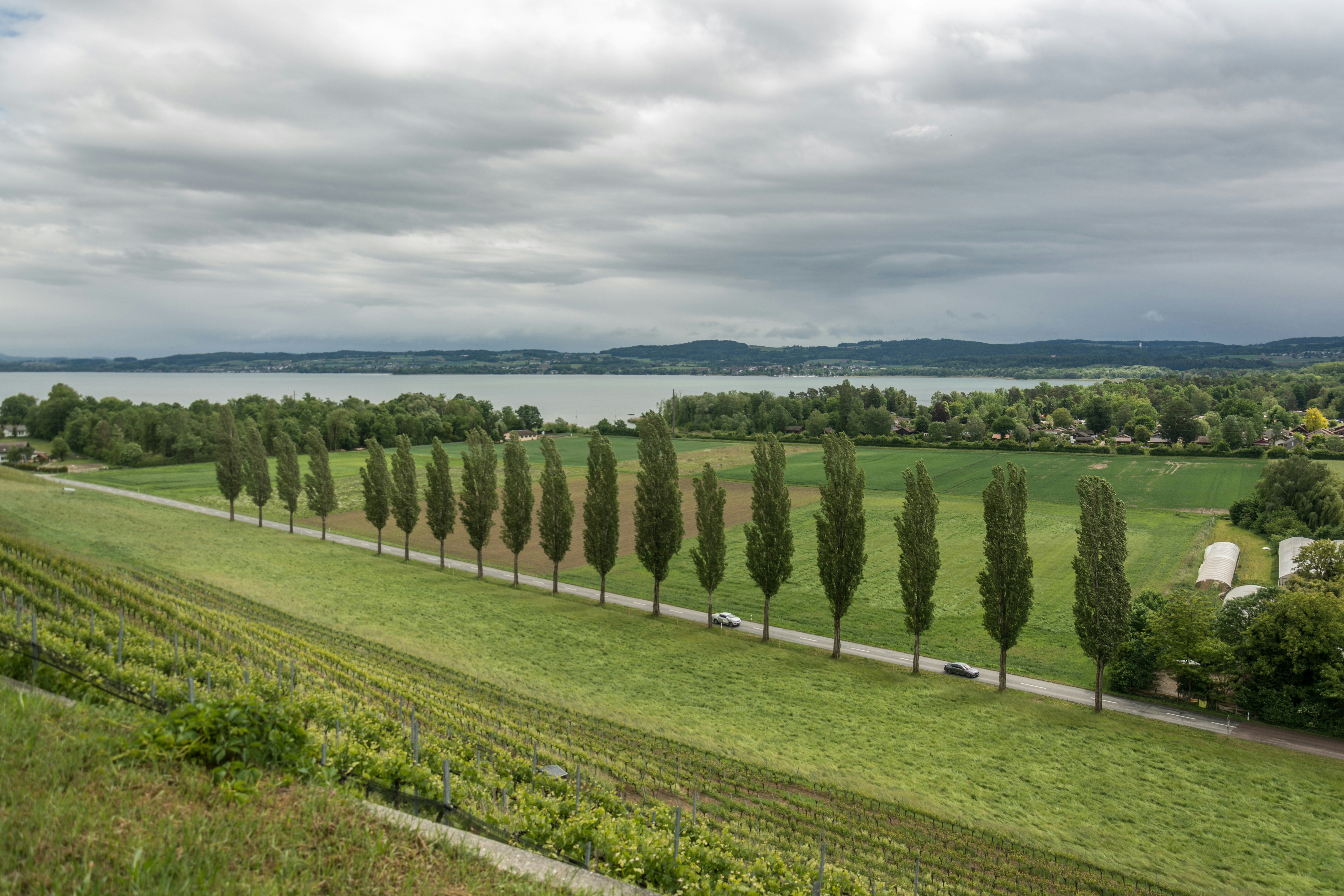 Sullen clouds over a tree-lined riverbank with neatly aligned poplars and a winding road, creating a tranquil landscape composition with rolling vineyard terraces in the foreground.