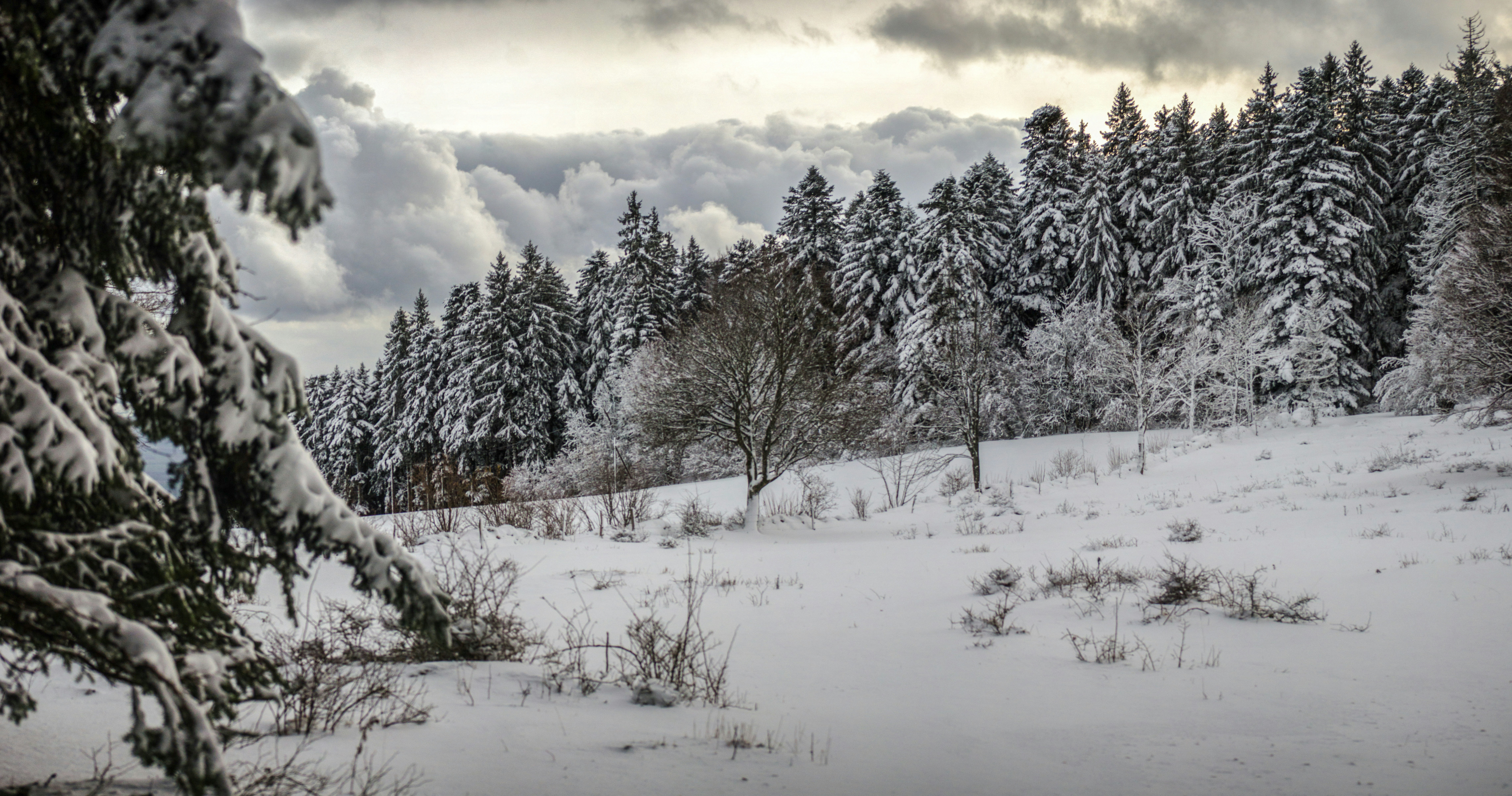 Snowbound Quiet: A Winter Clearing Beneath Snow-Blanketed Pines