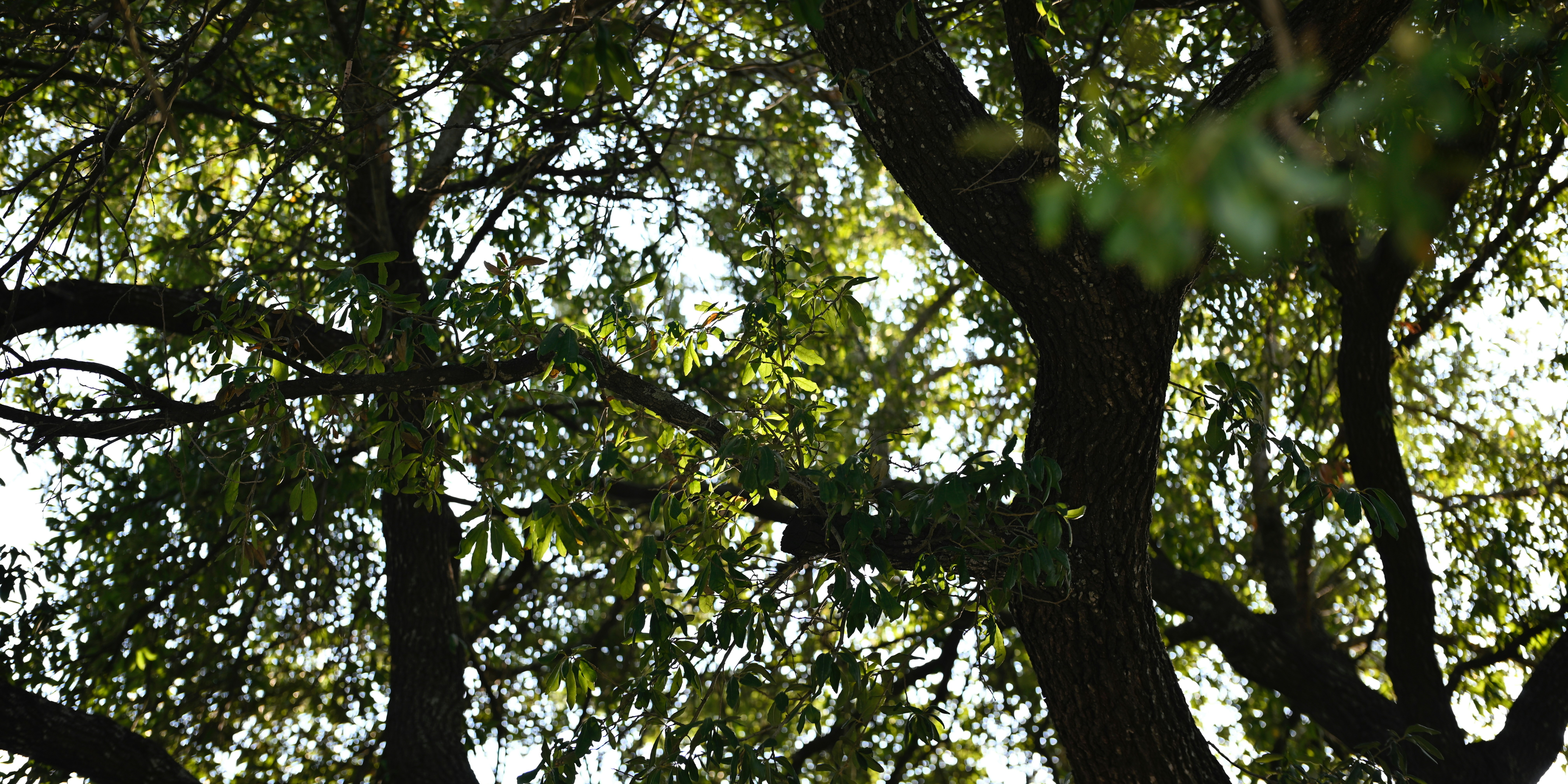 Sunlit Canopy Threads: A Quiet Grove of Dappled Light
