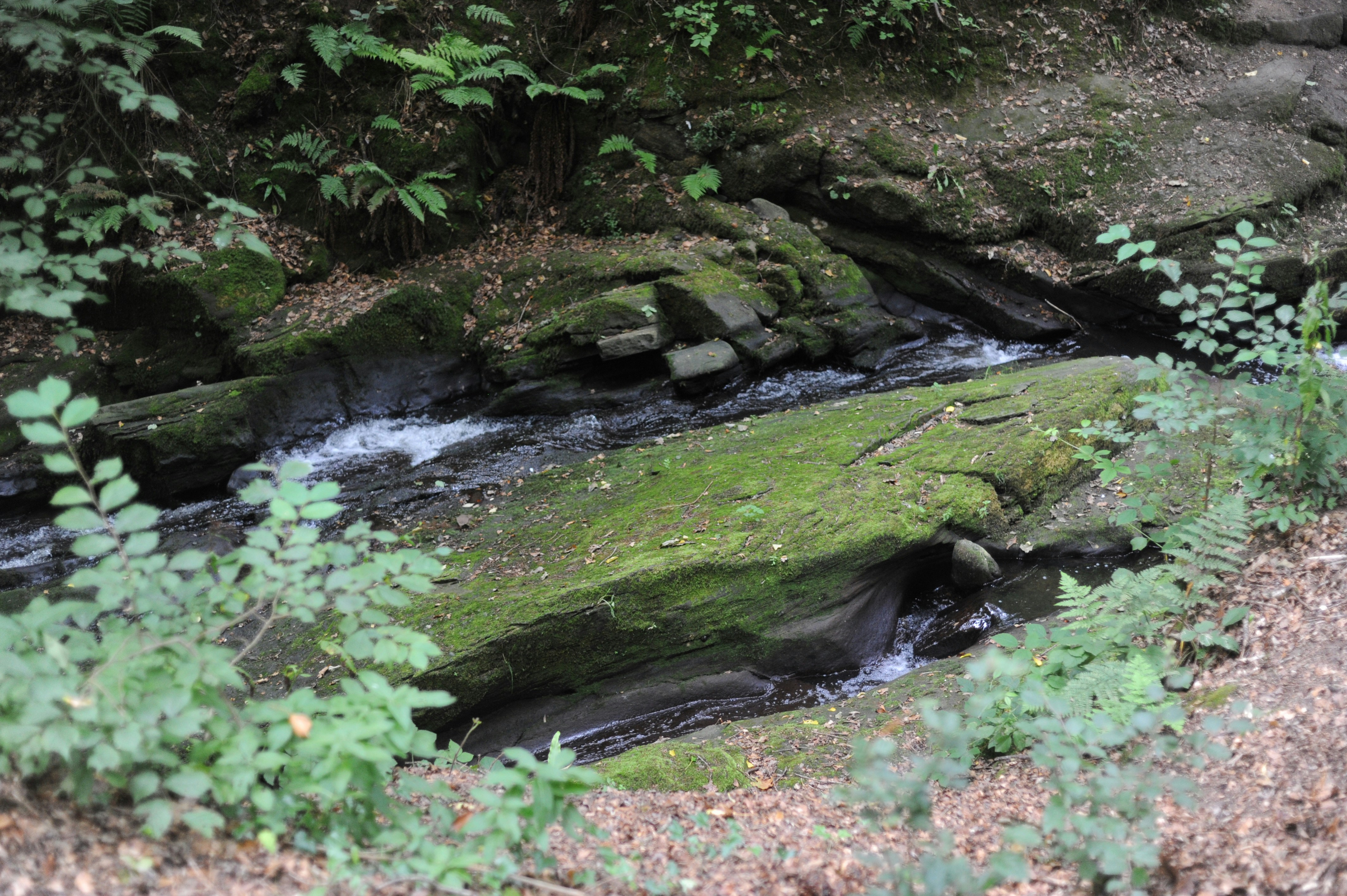 Quiet Fern-Lined Stream Carving Mossy Stone Steps