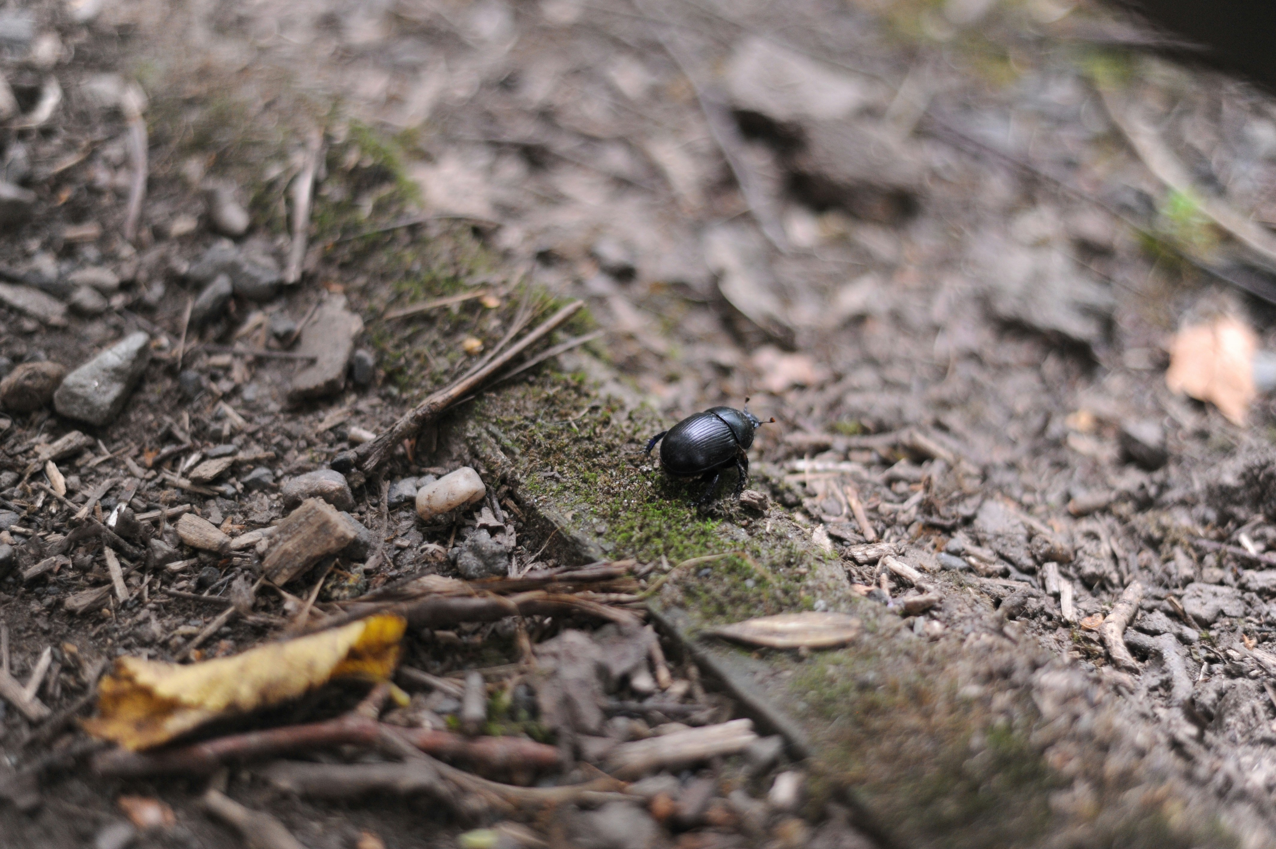 Mid-Forest Black Beetle: A Tiny Commander Traversing Moss and Gravel