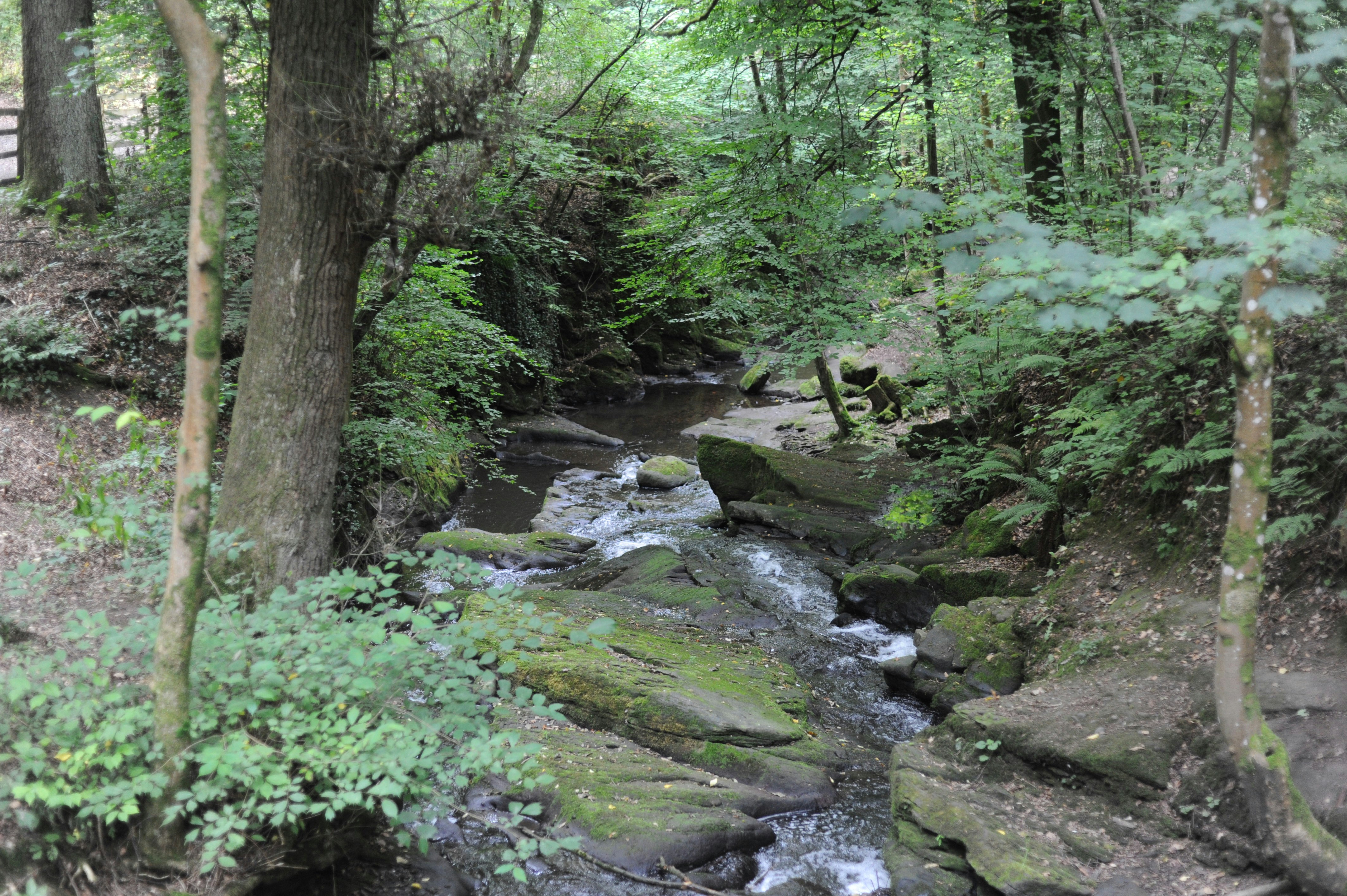 Forest Stream over Mossy Rocks: A Quiet Run Through Green Canopies