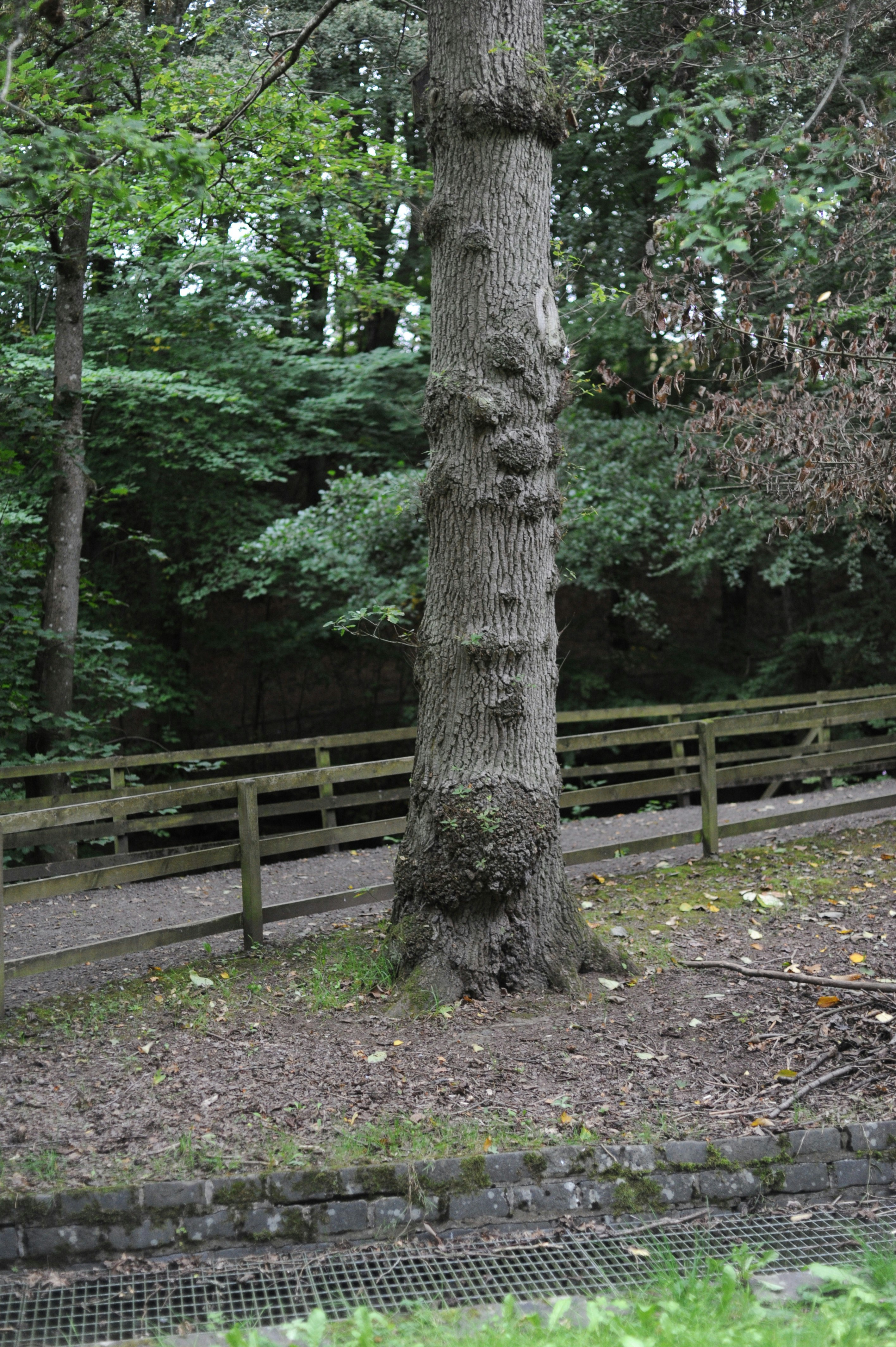 Ancient Tree Sentinel Along a Quiet Park Path