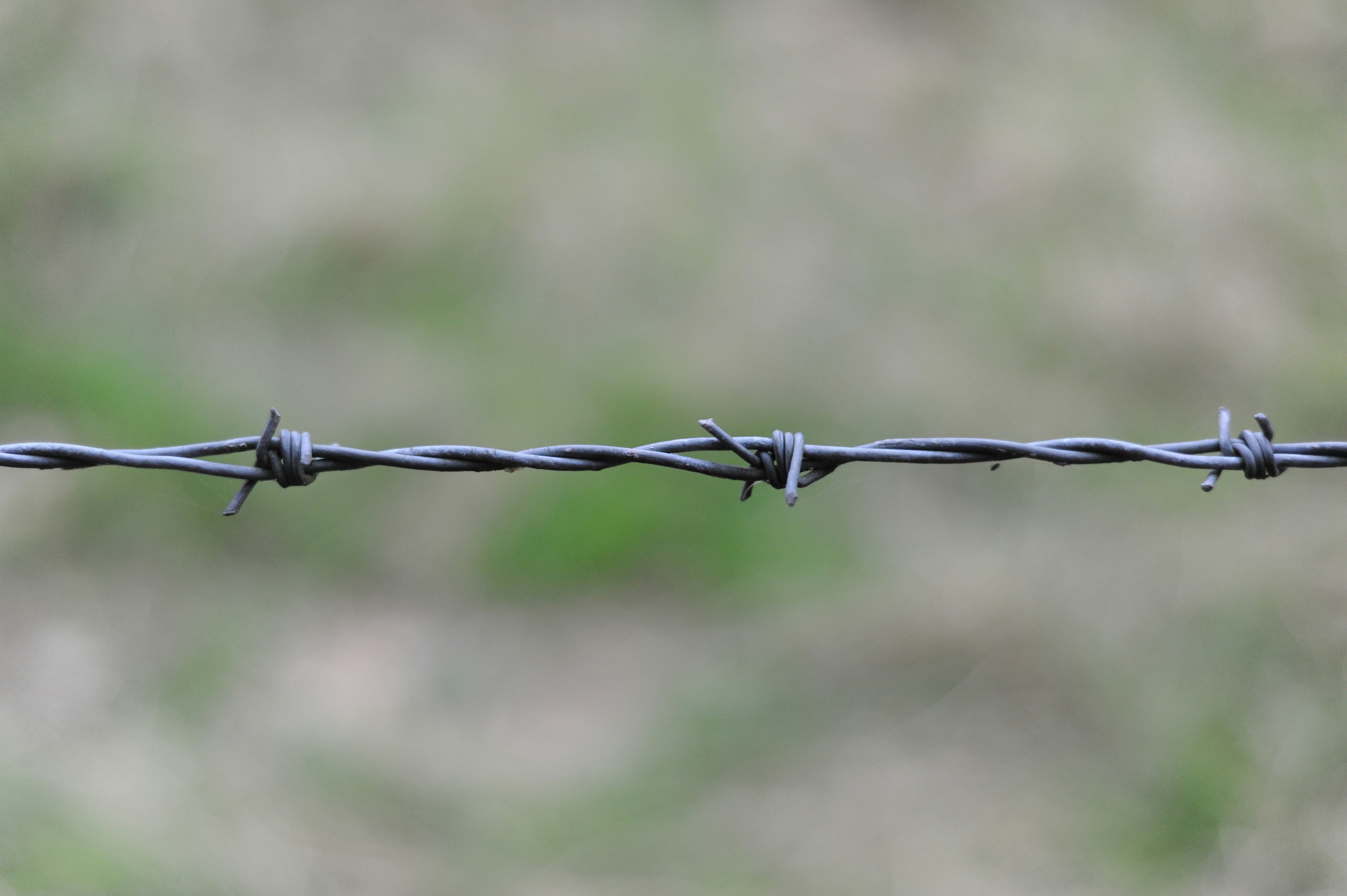 Barbed Thread: A Quiet Line Across the Field