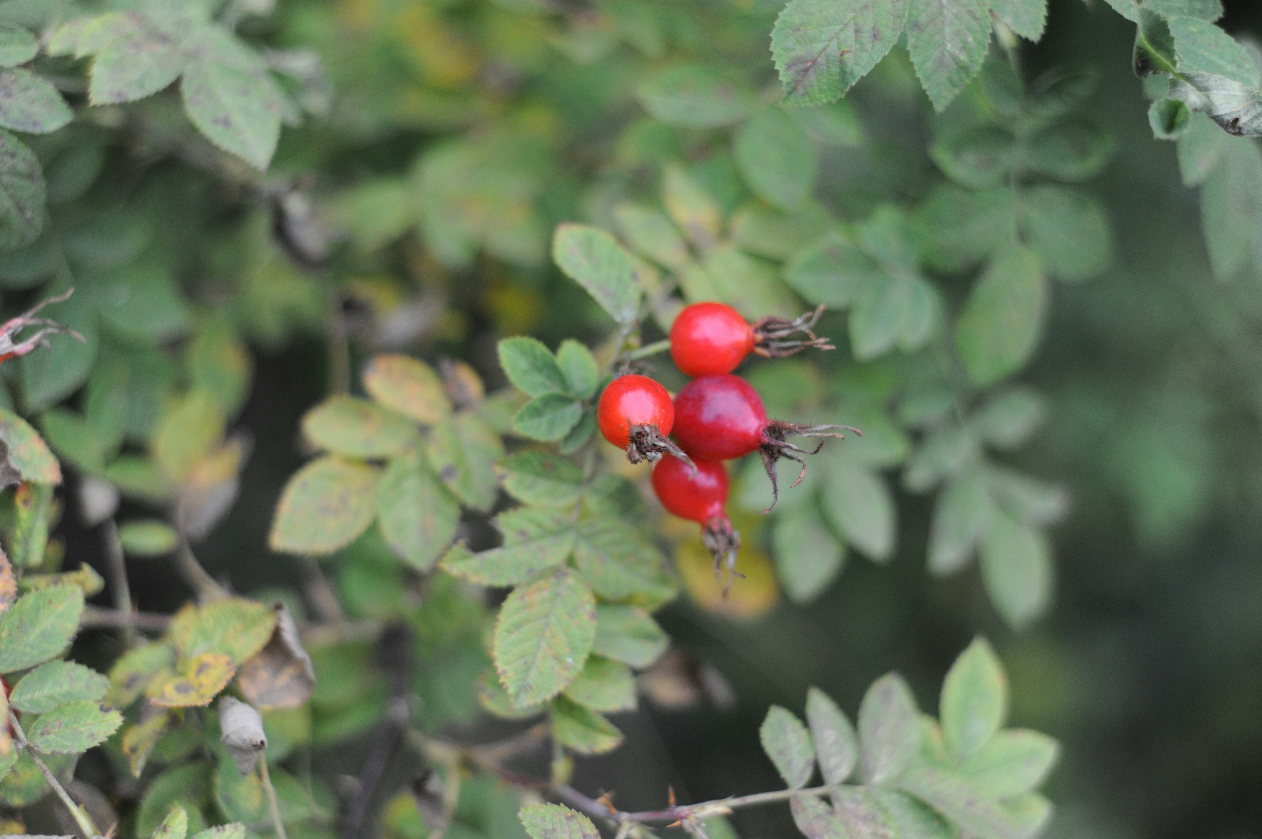 Crimson berries in a quiet hedge