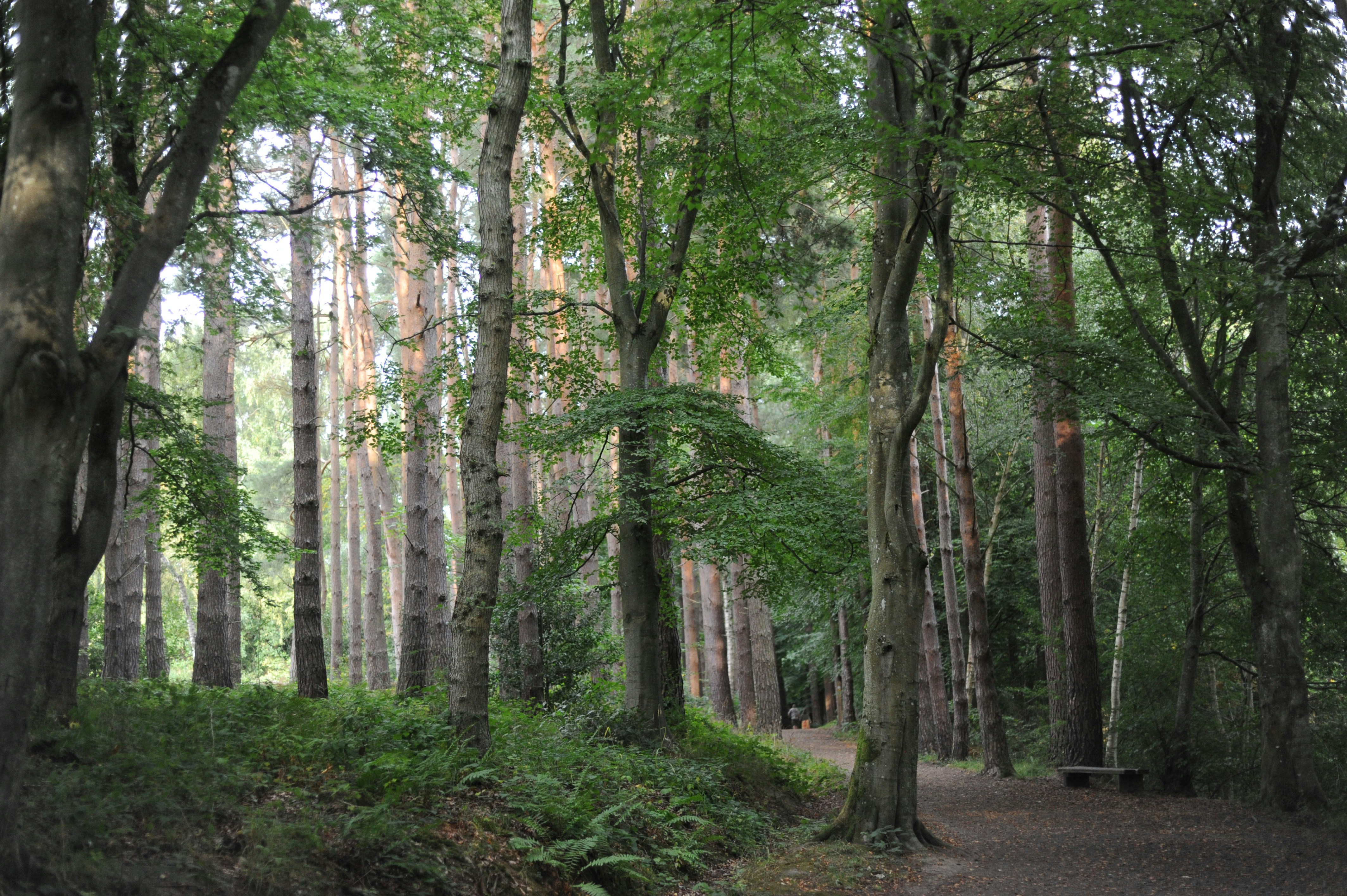 Path Through the Canopy: A Quiet Forest Corridor